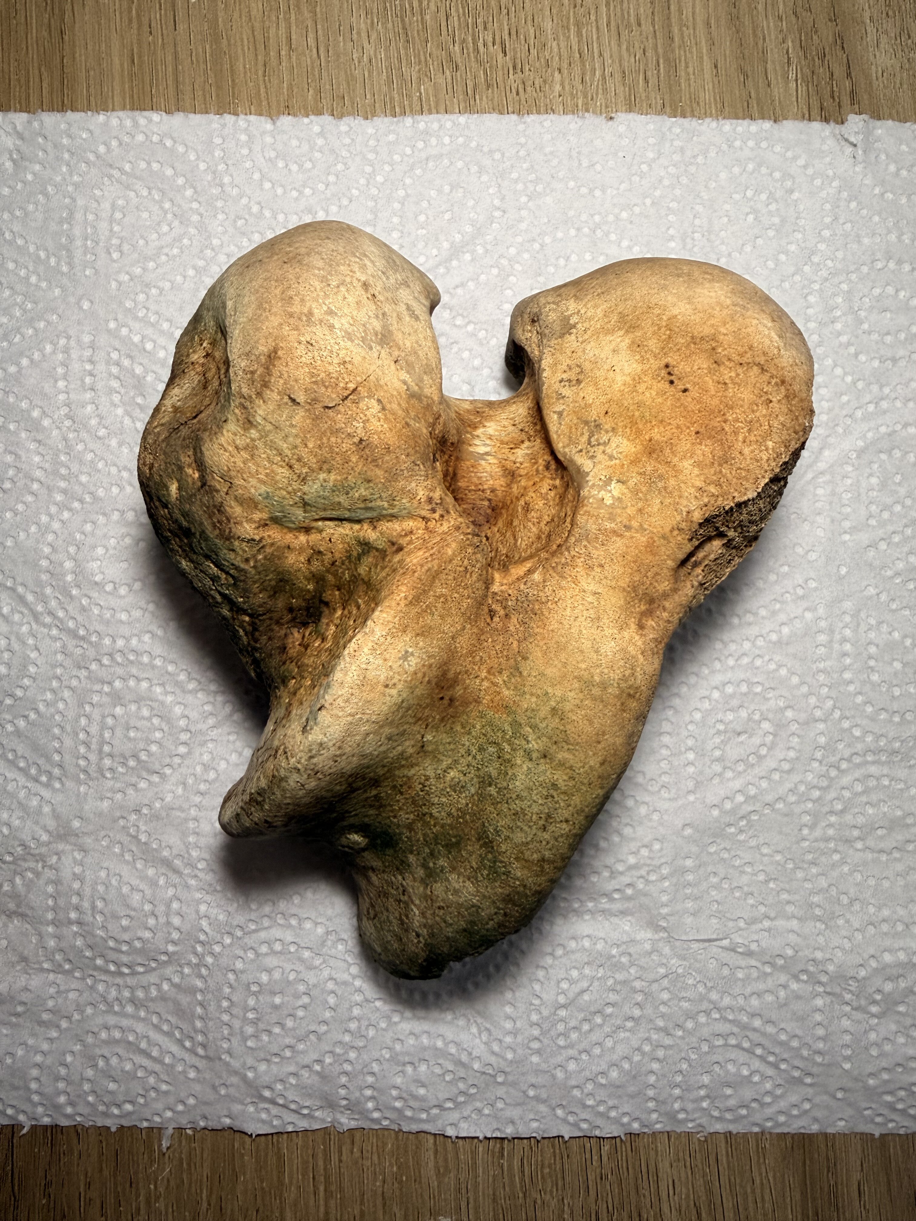 Isolated femur – France - Fossil ID - The Fossil Forum