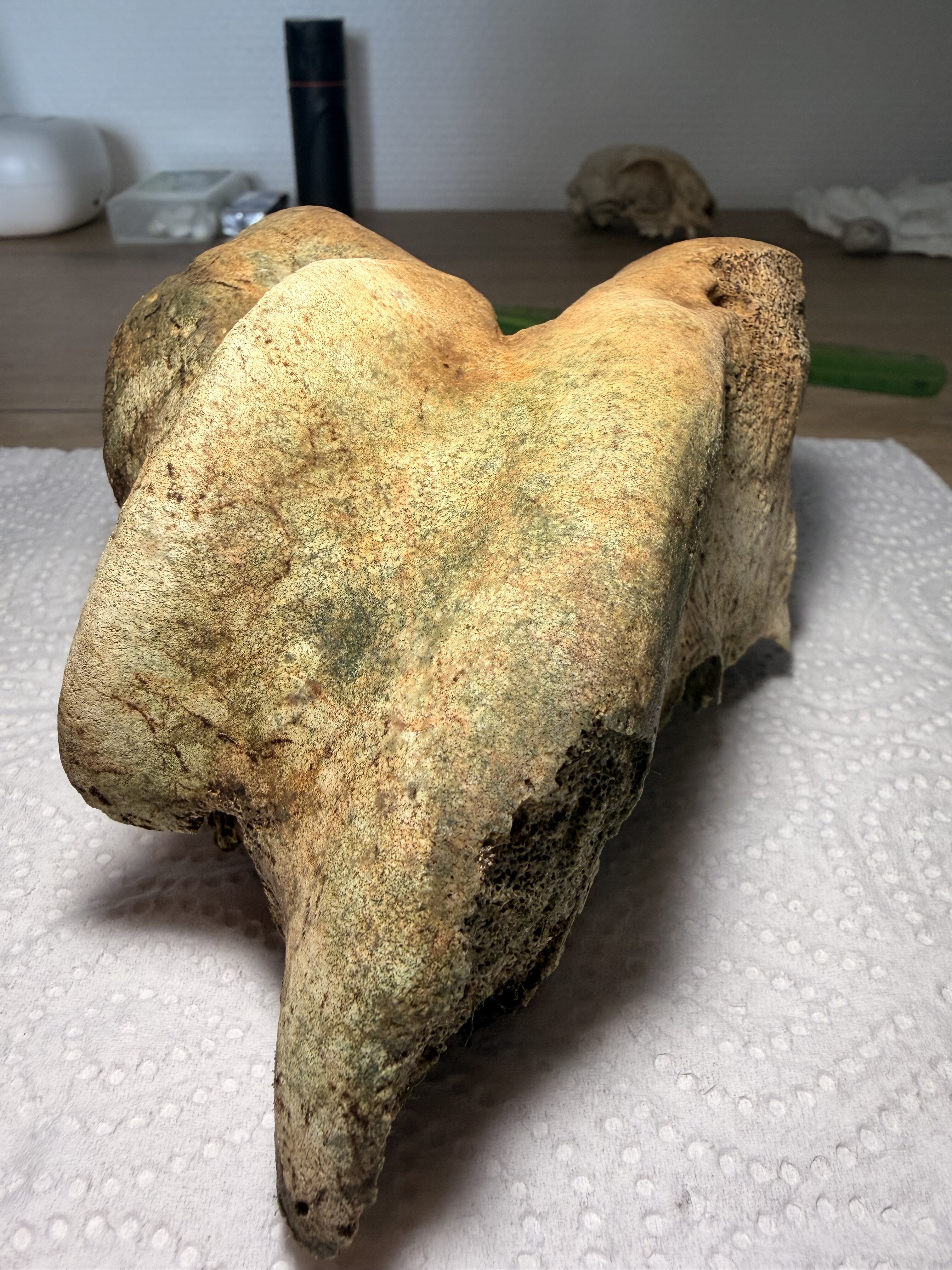 Isolated femur – France - Fossil ID - The Fossil Forum