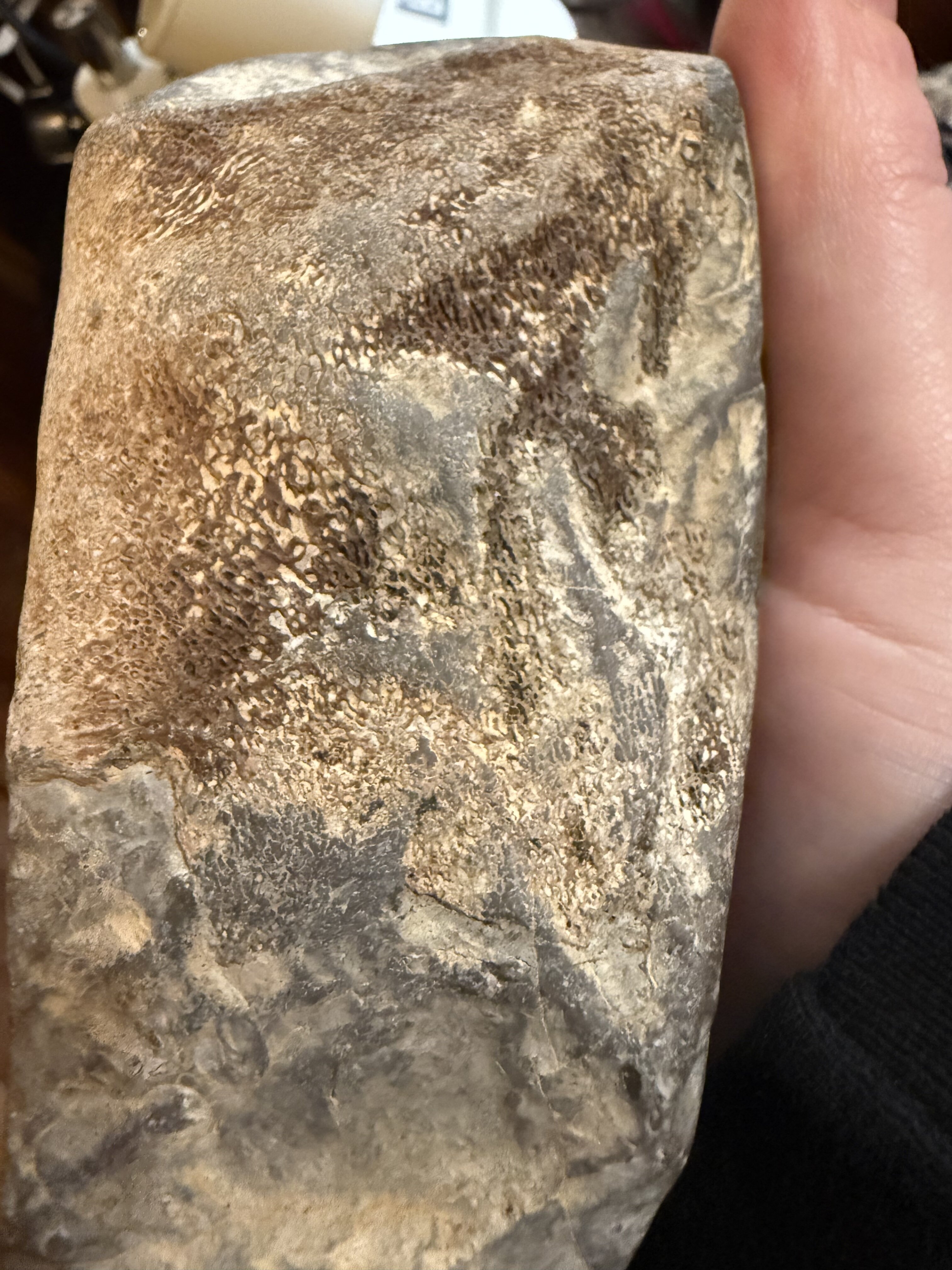 Bone Fossil Pysht Formation Washington - Fossil ID - The Fossil Forum