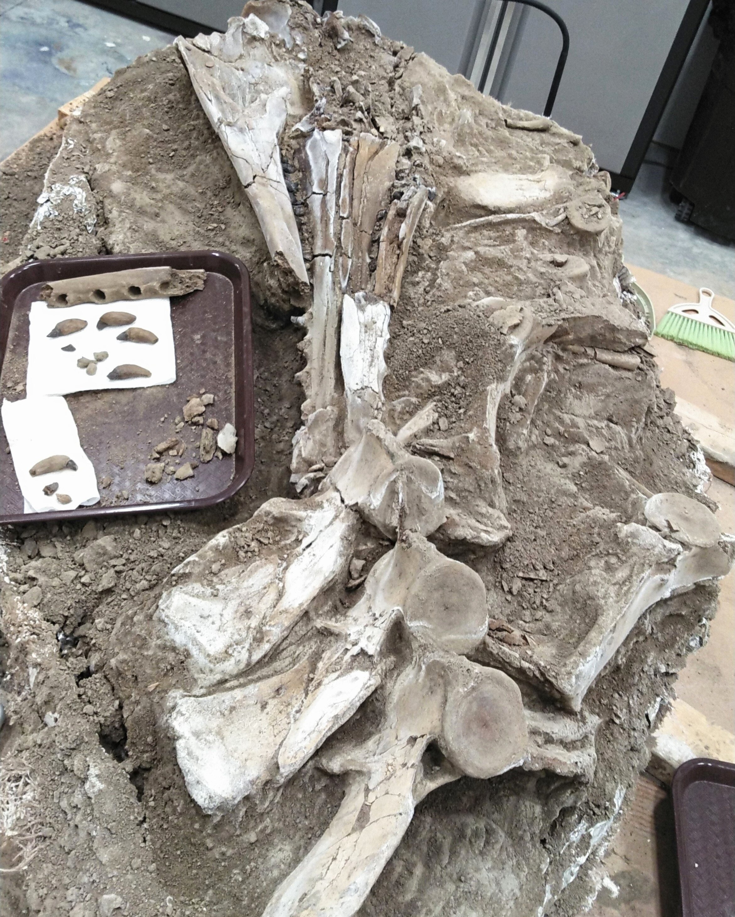 Request: Multiple Articulated Specimens with Consistent Bilateral ...