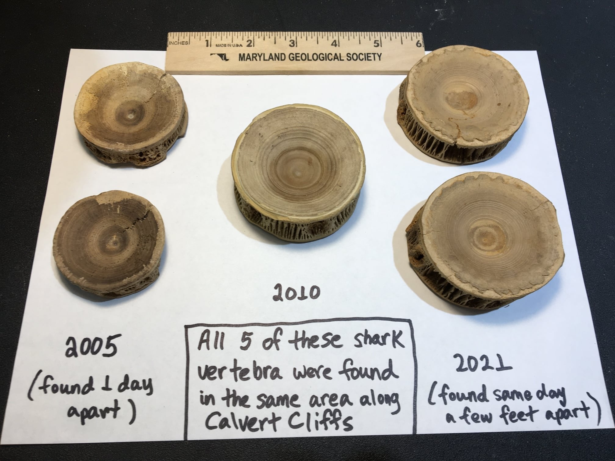 Fossil Lamnid Shark Vertebrae from Calvert Cliffs - Fossil Hunting ...