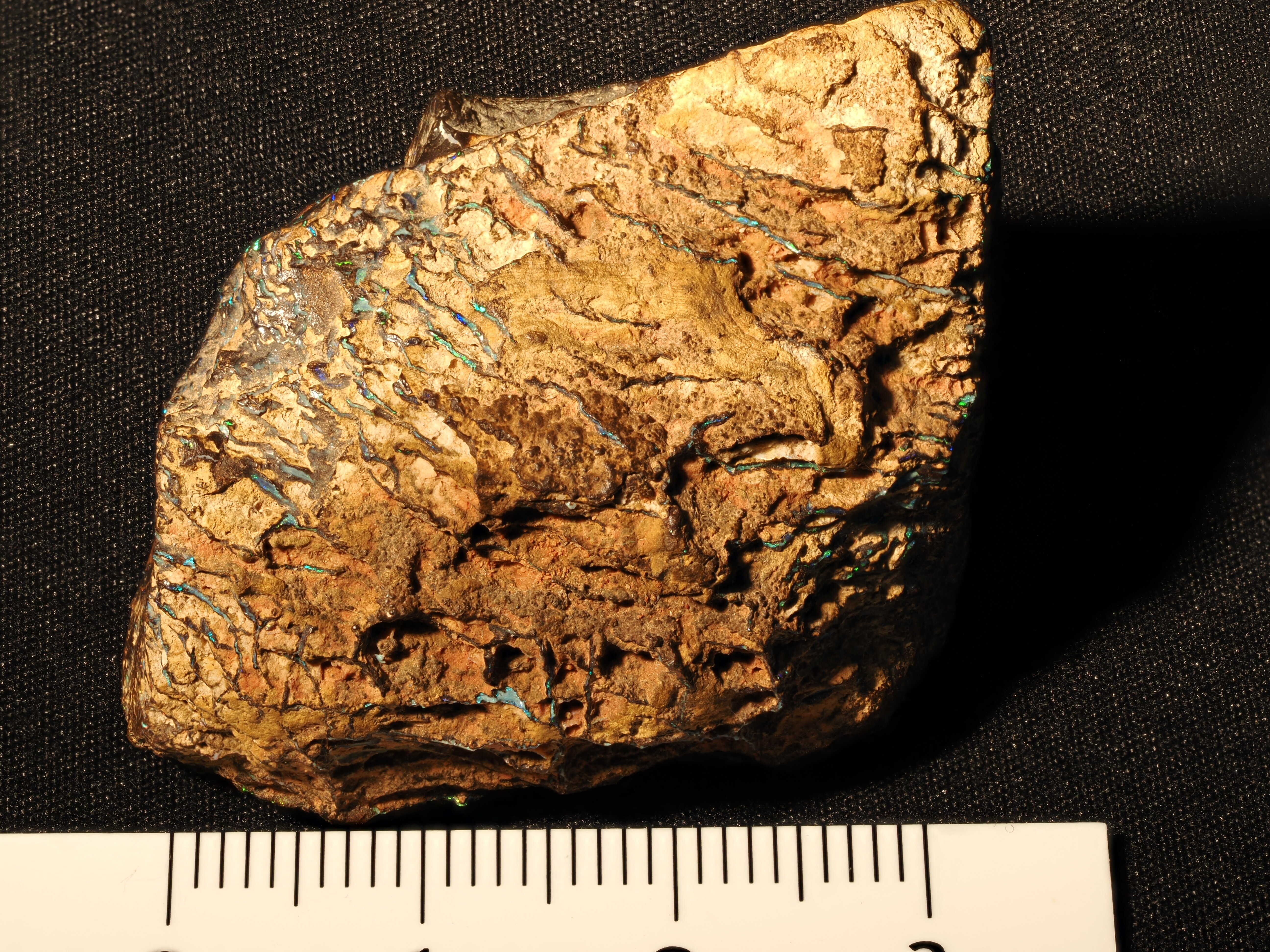 Opalised plant structures or pseudofossils? – Australian specimen ...