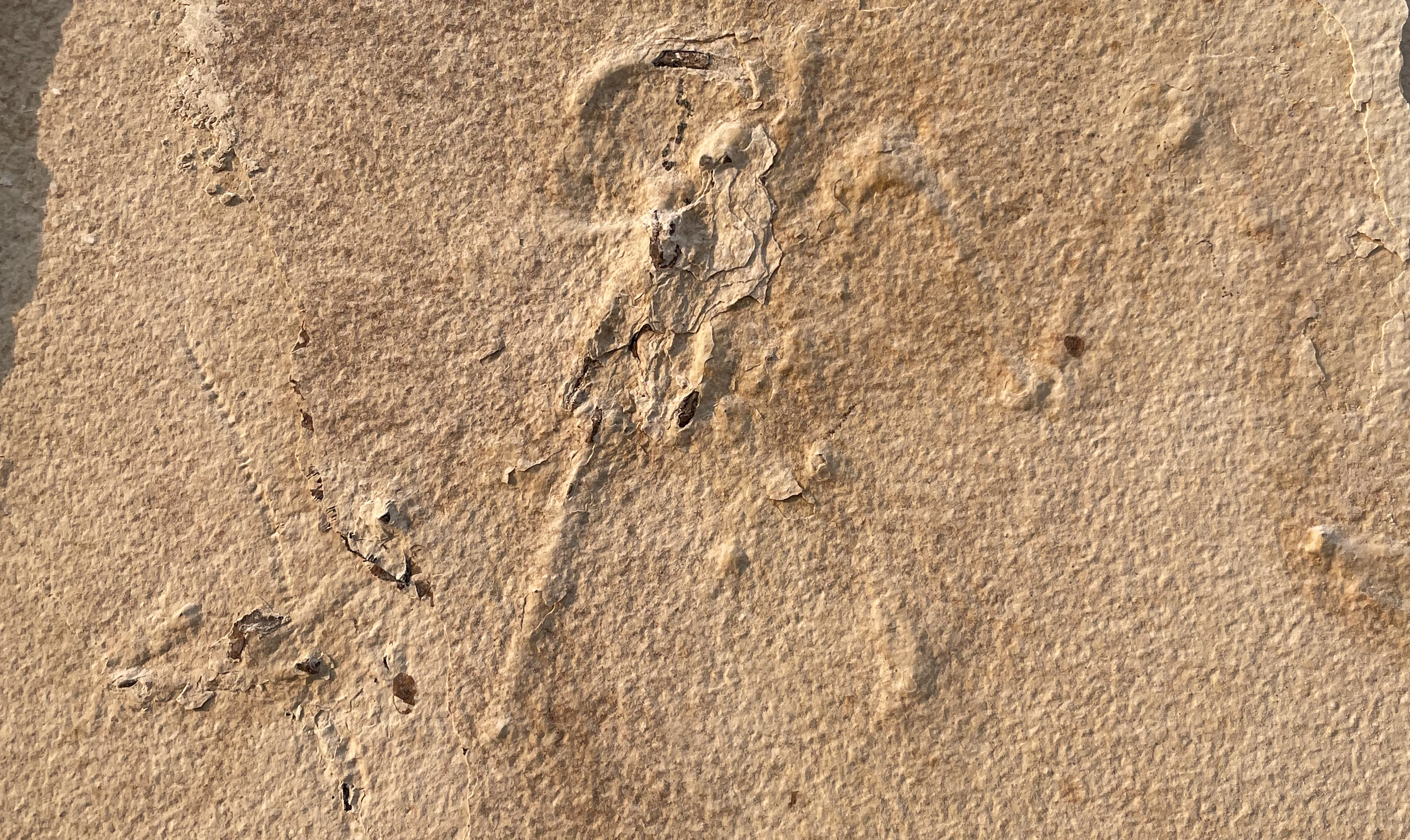 Messelornis in the Wyoming State Geological Survey (WSGS) office ...