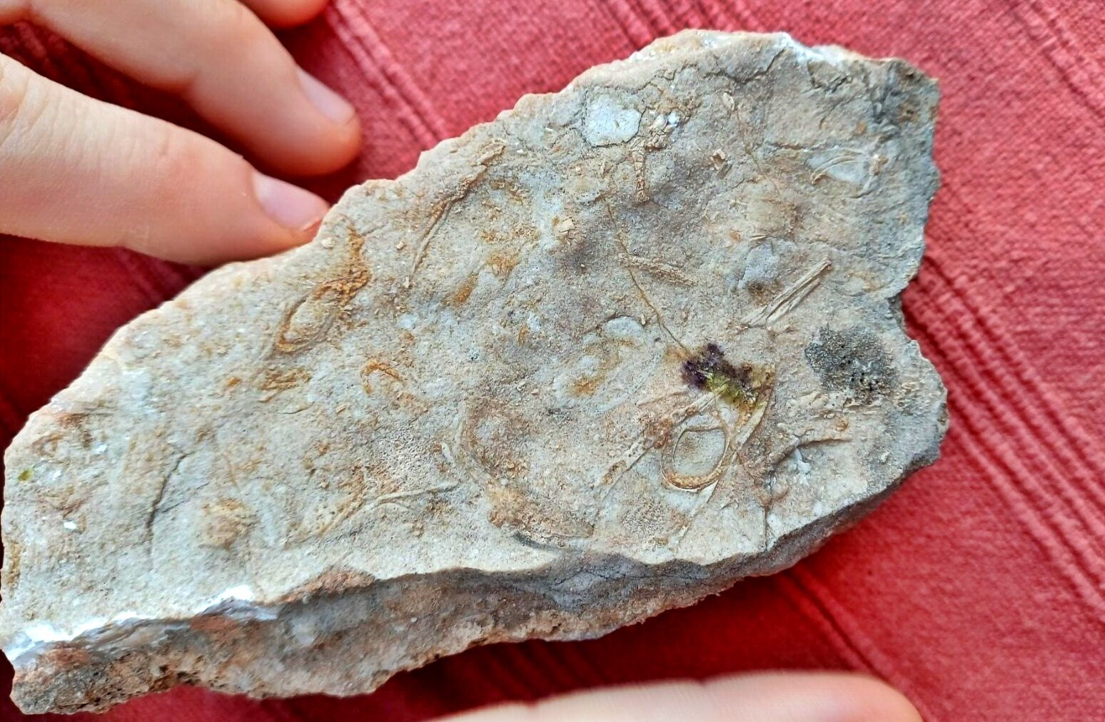 Find the name of this fossils - Fossil ID - The Fossil Forum