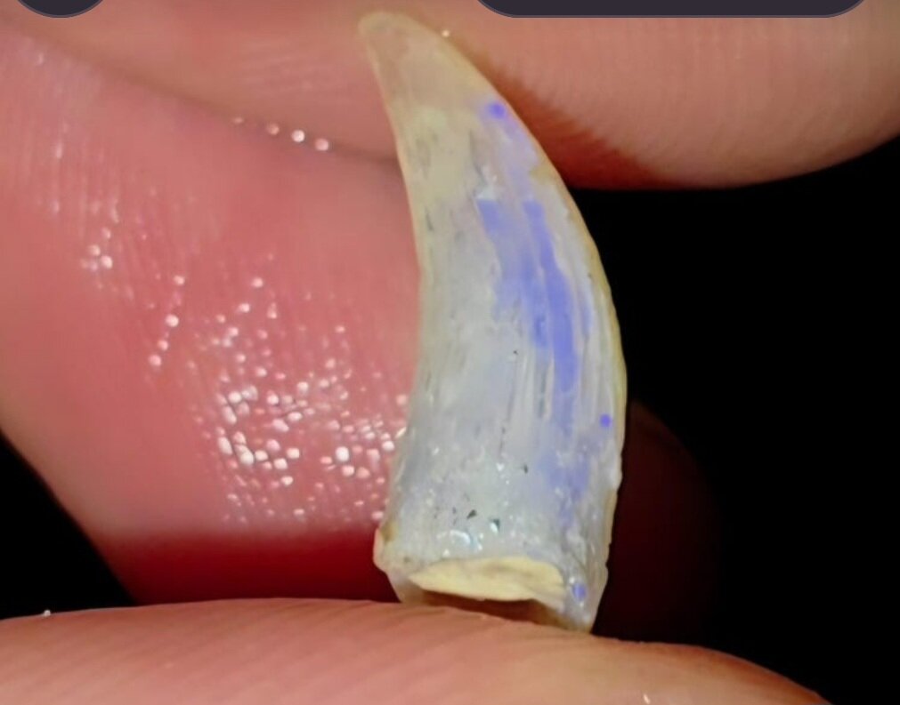 Opalized Plesiosaur Tooth (drooling) - General Fossil Discussion - The ...