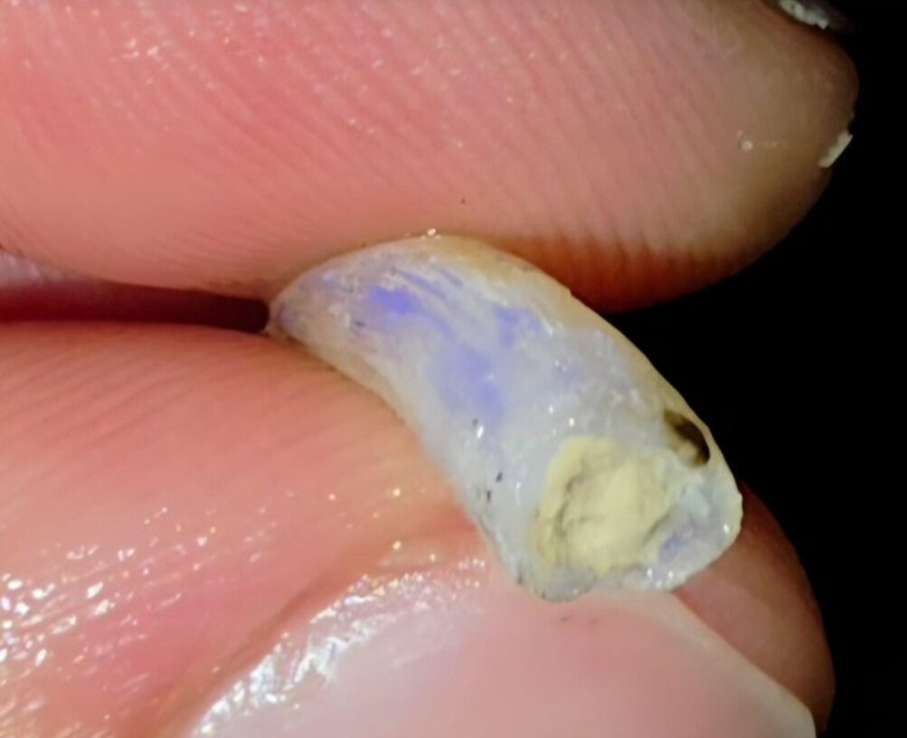 Opalized Plesiosaur Tooth (drooling) - General Fossil Discussion - The ...