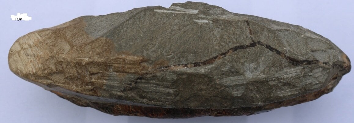 Fish fossil from Brazil - Fossil ID - The Fossil Forum