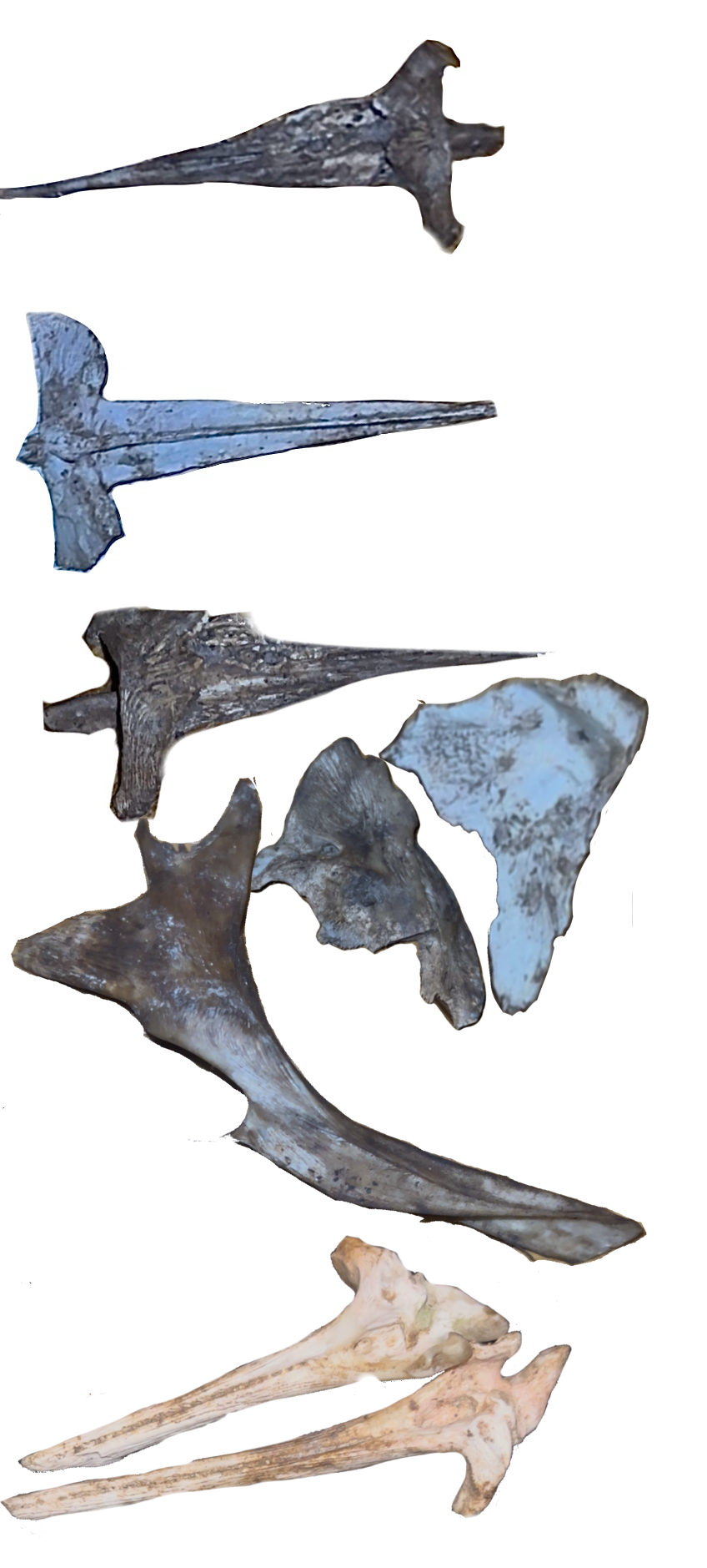 bone pile remains - Fossil ID - The Fossil Forum