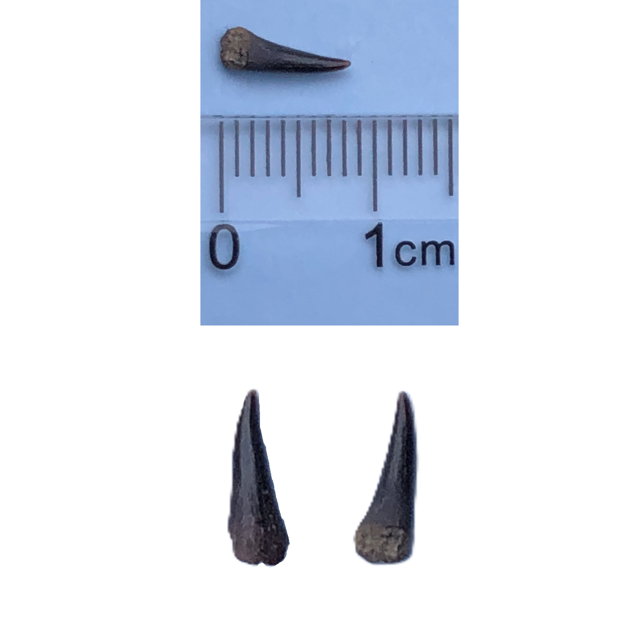 Oxford clay shark and fish teeth - Fossil ID - The Fossil Forum