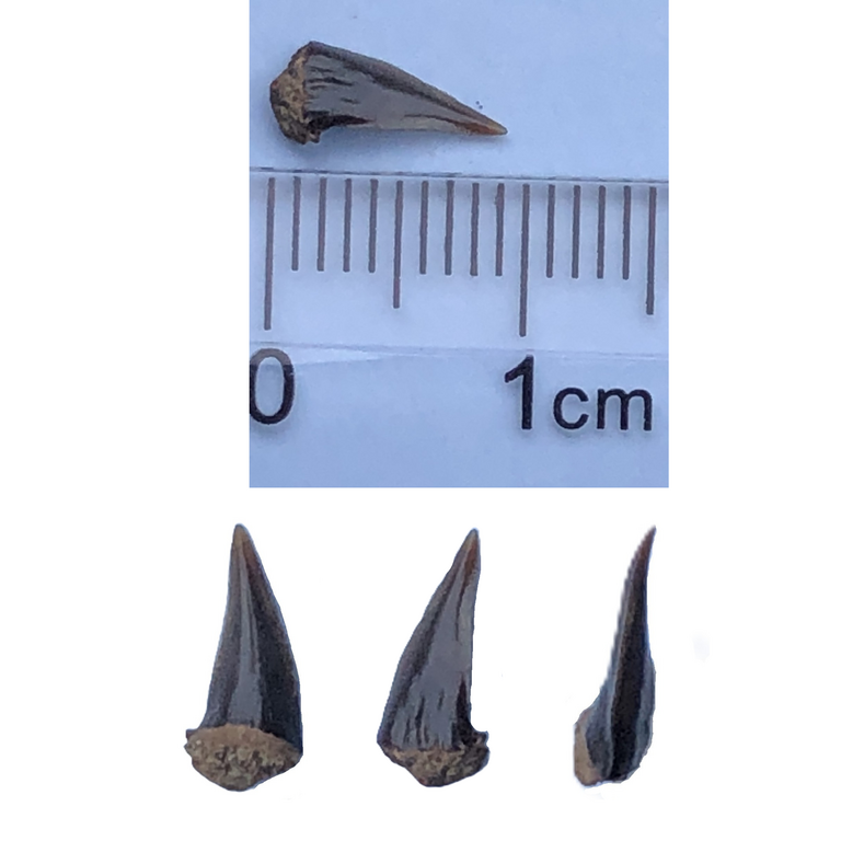 Oxford clay shark and fish teeth - Fossil ID - The Fossil Forum