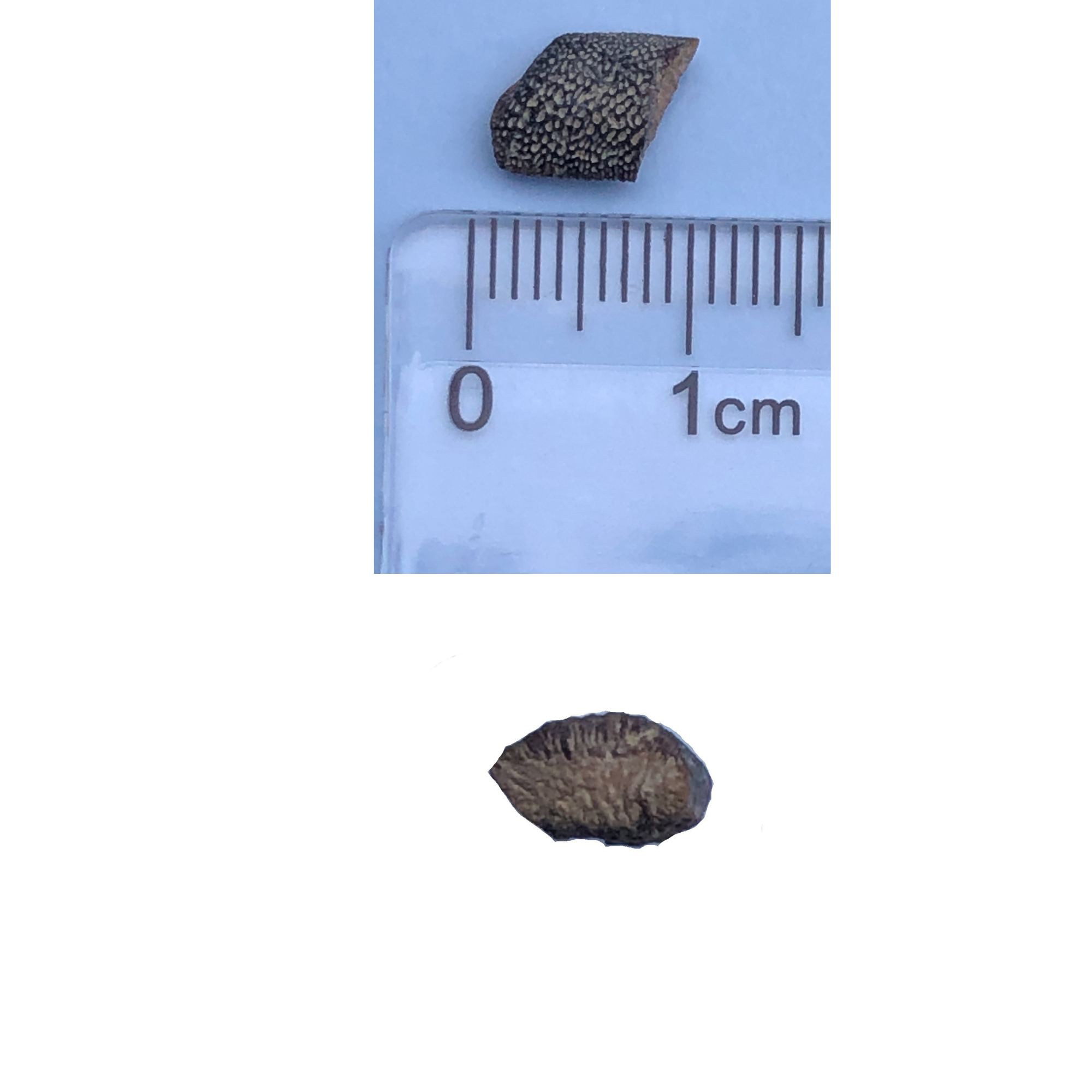 Oxford clay shark and fish teeth - Fossil ID - The Fossil Forum