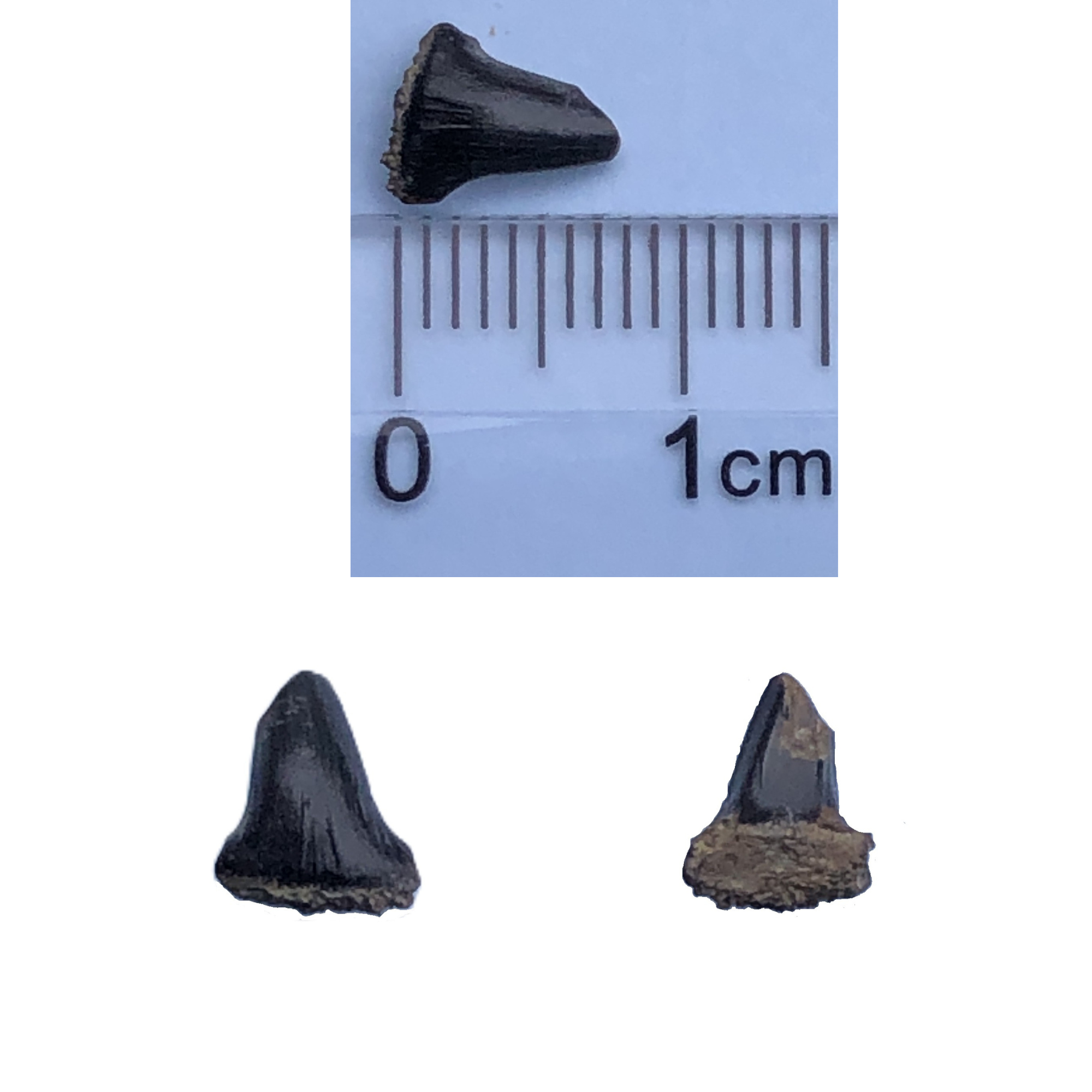 Oxford clay shark and fish teeth - Fossil ID - The Fossil Forum