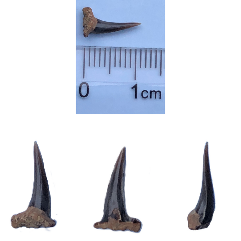 Oxford clay shark and fish teeth - Fossil ID - The Fossil Forum