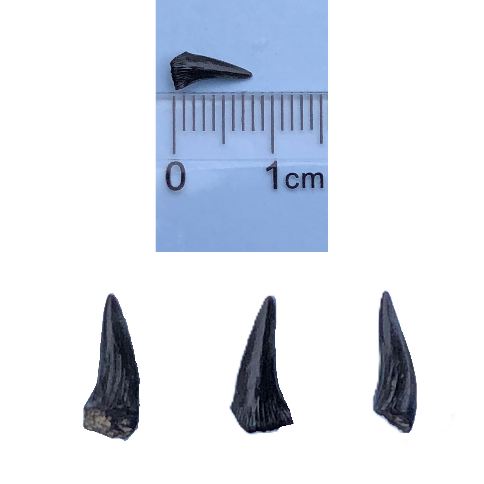Oxford clay shark and fish teeth - Fossil ID - The Fossil Forum