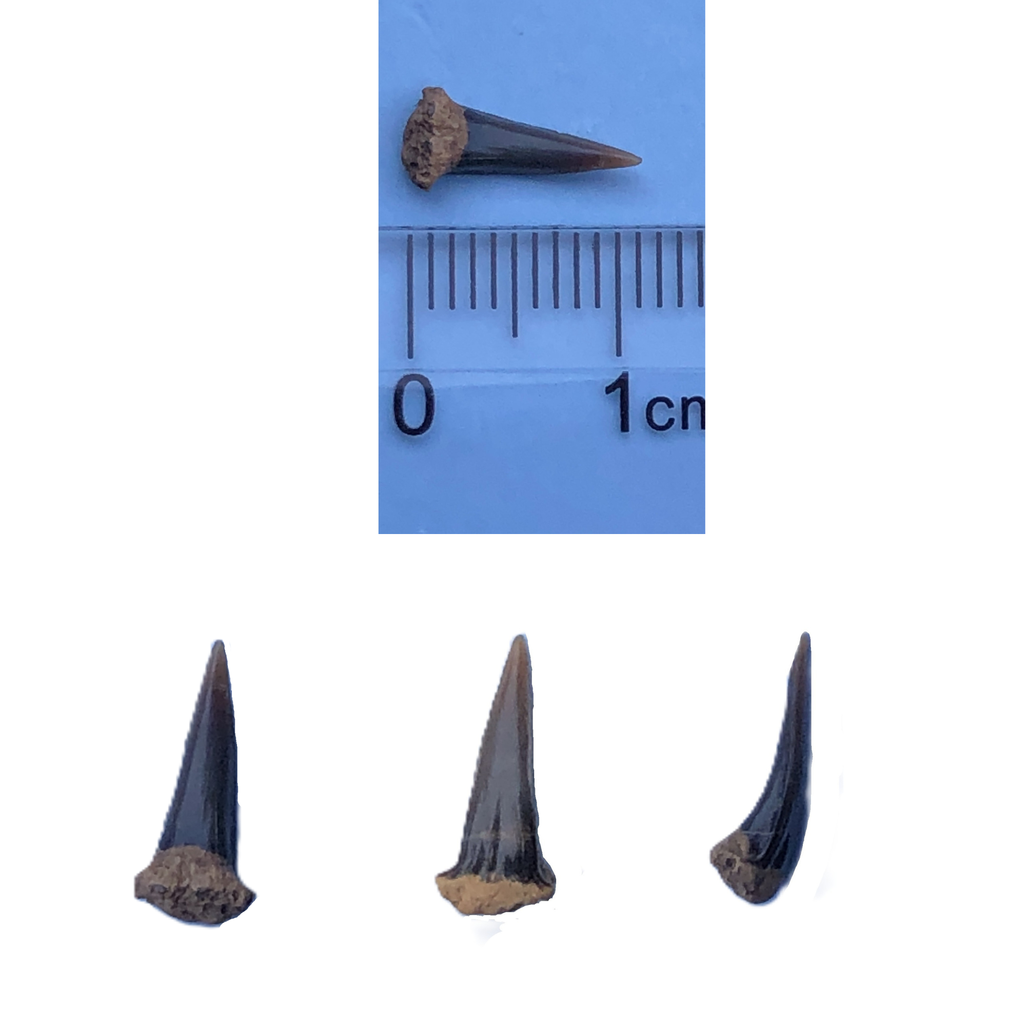Oxford clay shark and fish teeth - Fossil ID - The Fossil Forum
