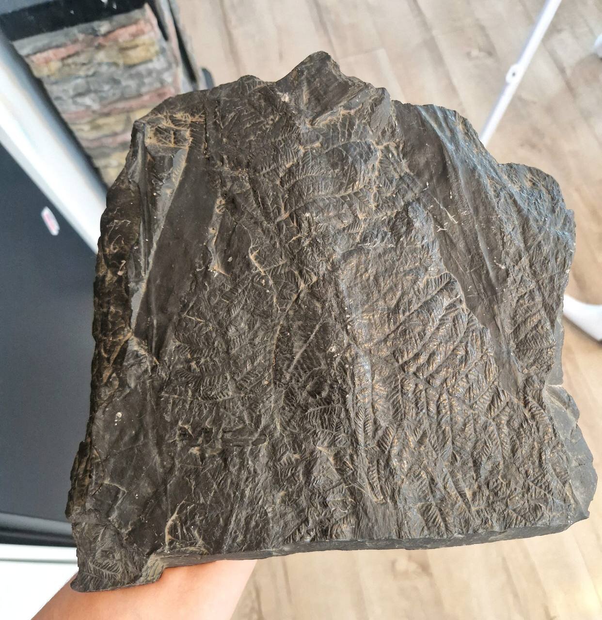 Is this Calamites spp? - Fossil ID - The Fossil Forum