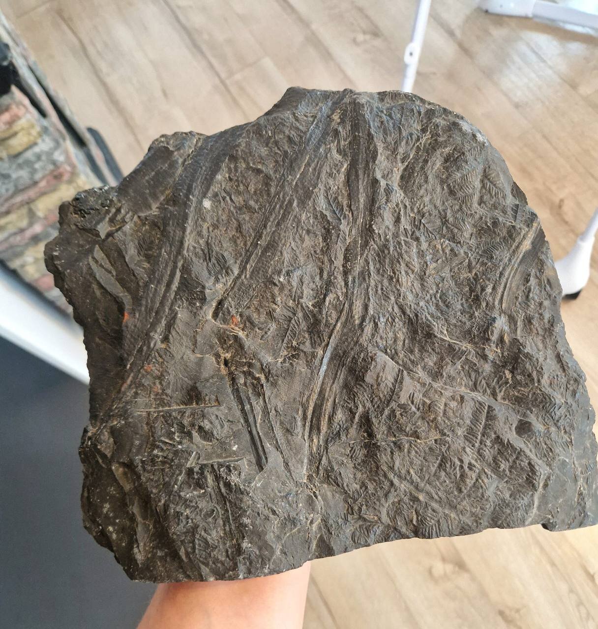 Is this Calamites spp? - Fossil ID - The Fossil Forum
