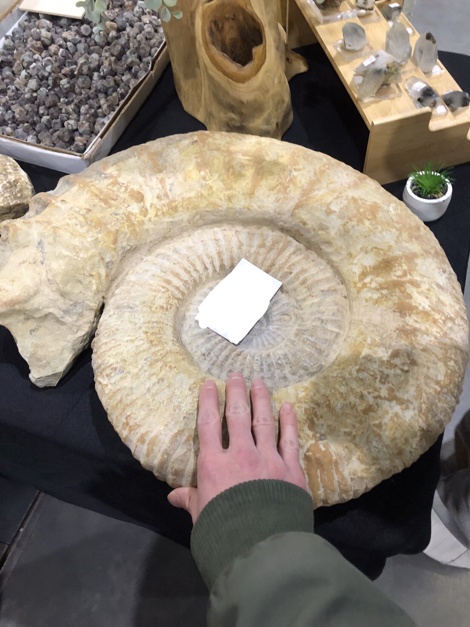 Is it real or fake ammonite fossil? New beginner in this field. - Is It ...