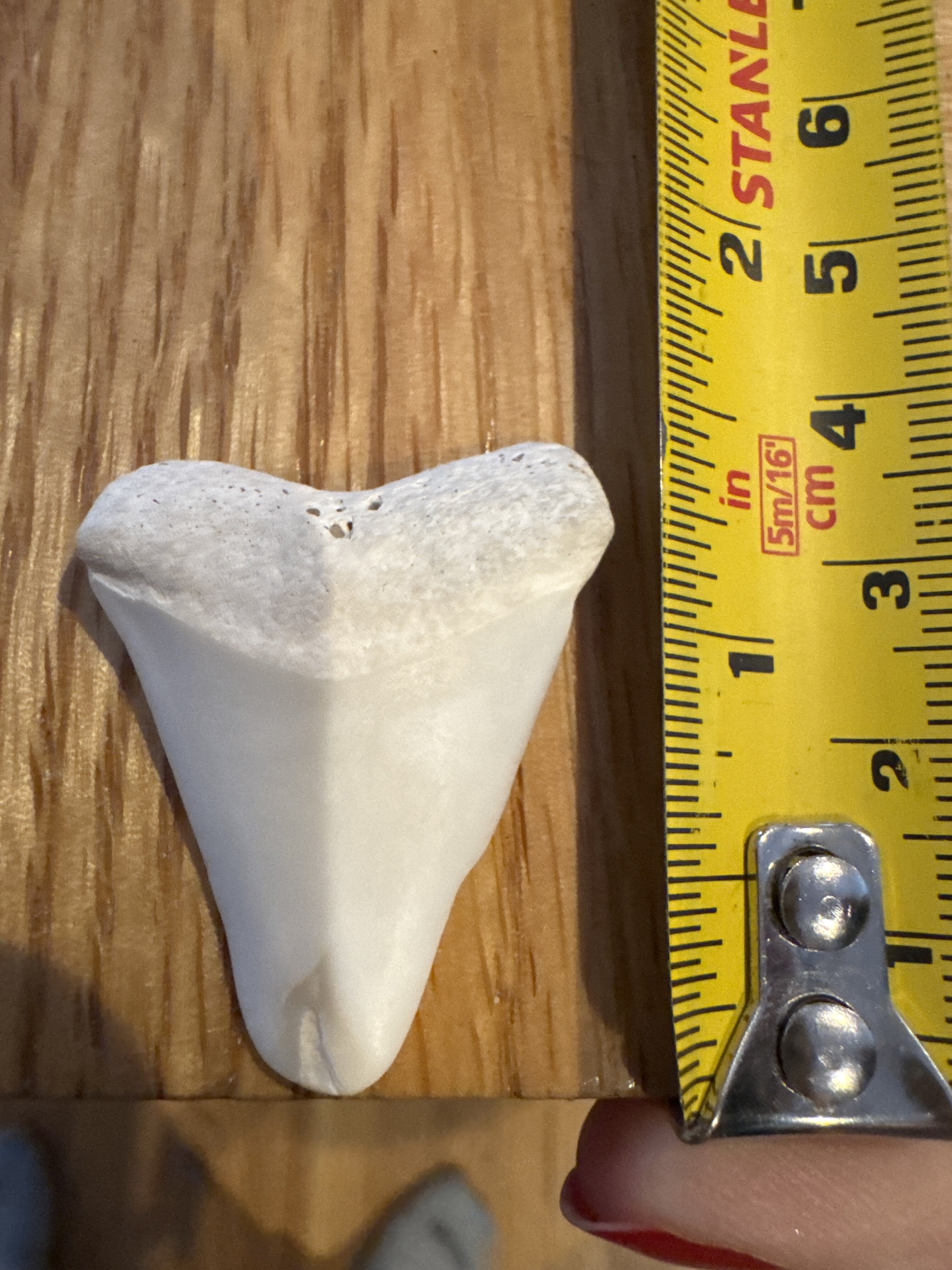 Unknown fossilized shark tooth - Fossil ID - The Fossil Forum