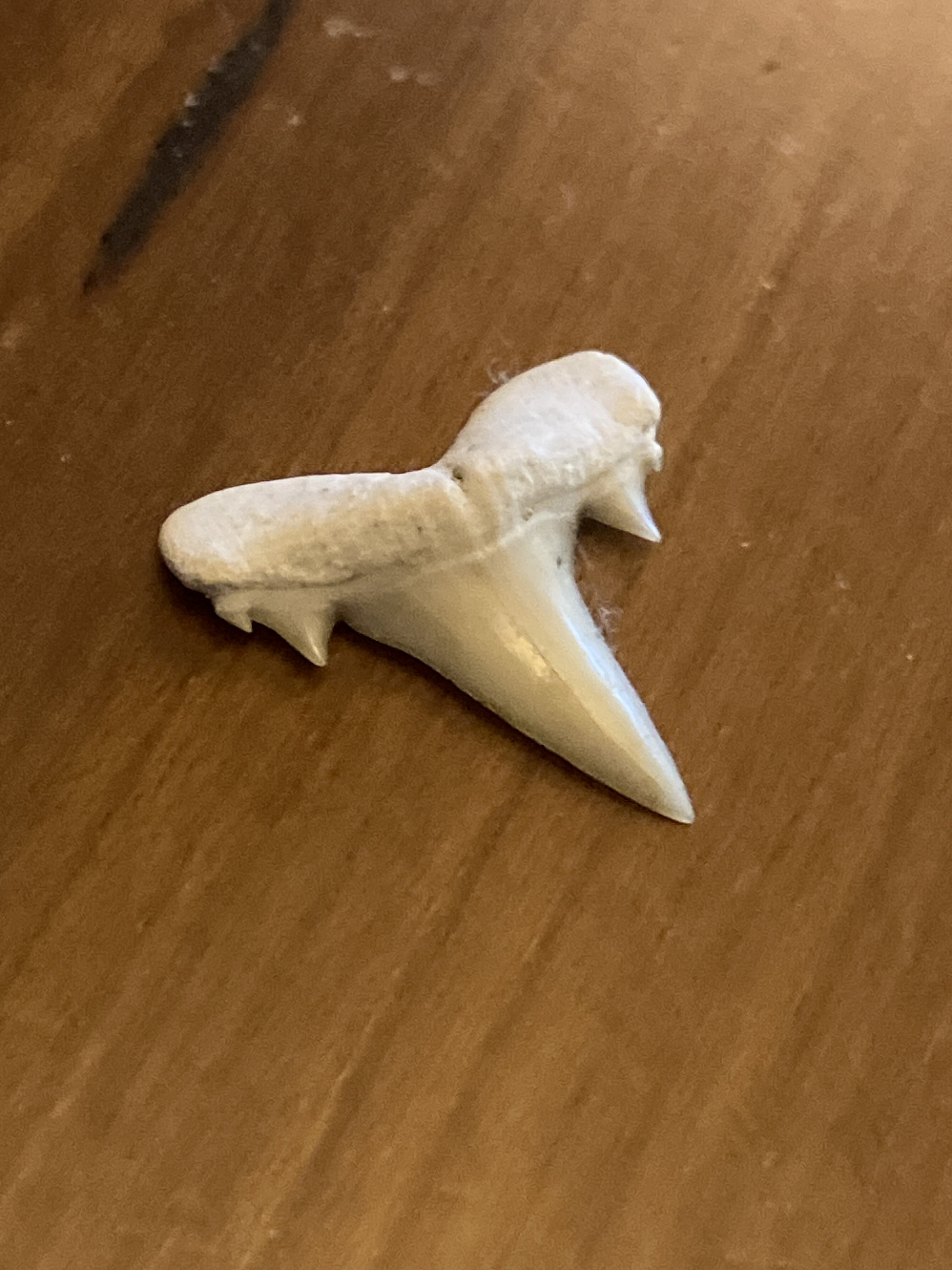 Otodus obliquus or Carcharias taurus? - Fossil ID - The Fossil Forum