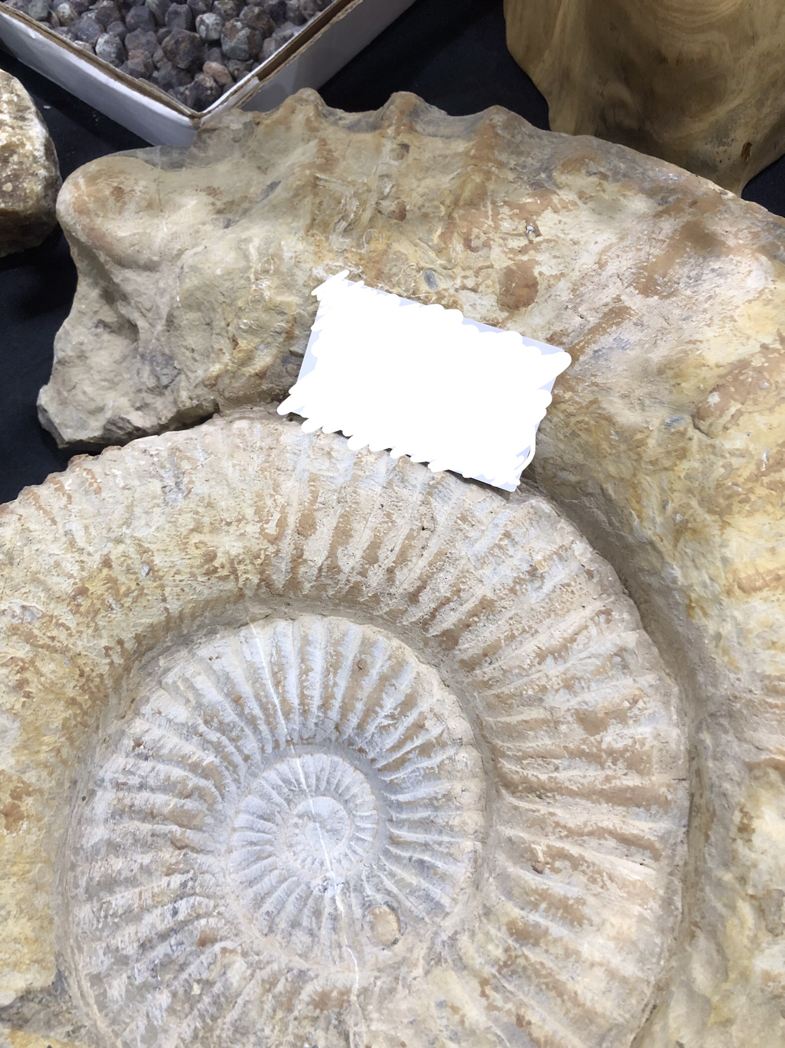 Is it real or fake ammonite fossil? New beginner in this field. - Is It ...