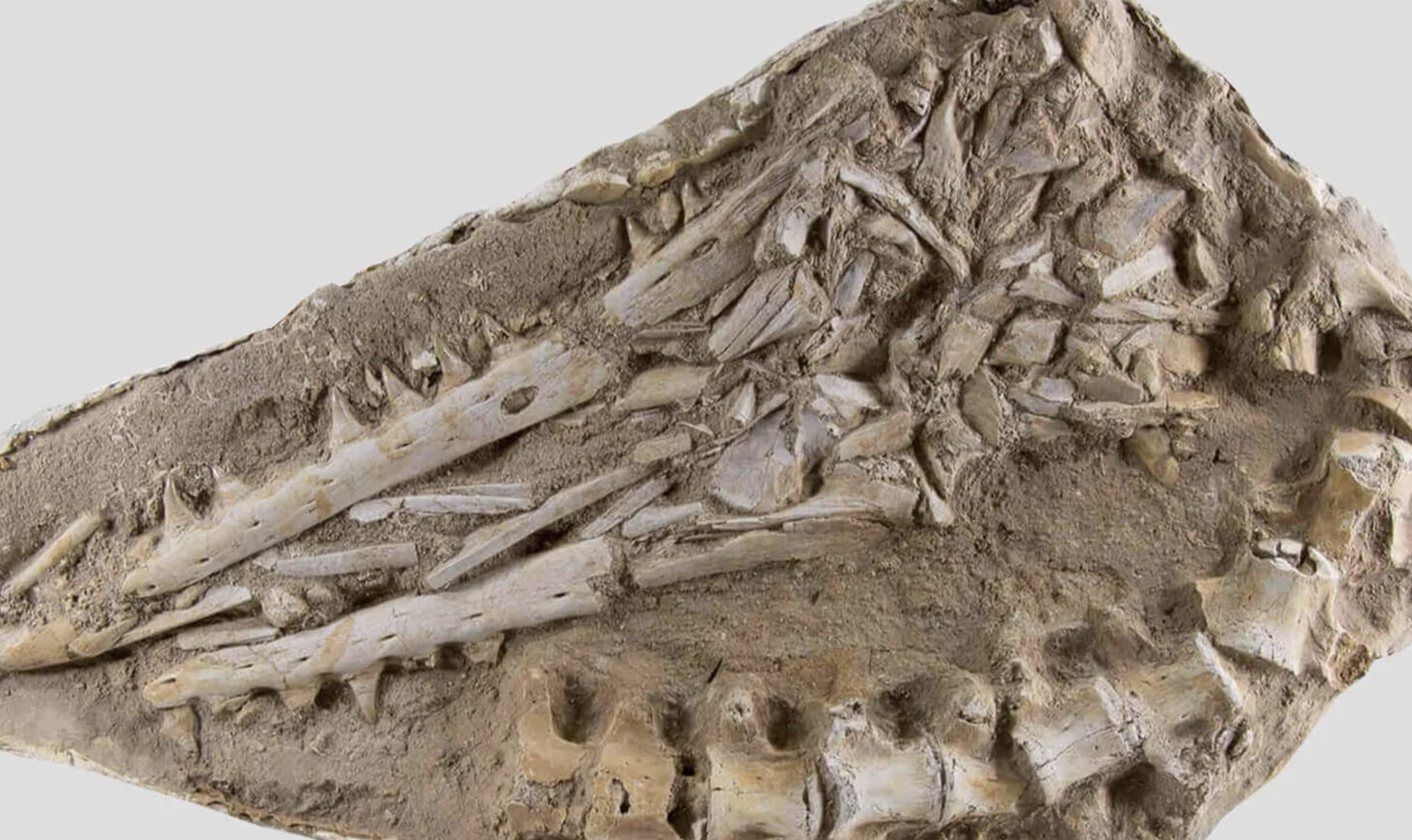 Mosasaurus sp.Gavialimimus: Fossil in Matrix Preparation Journey ...