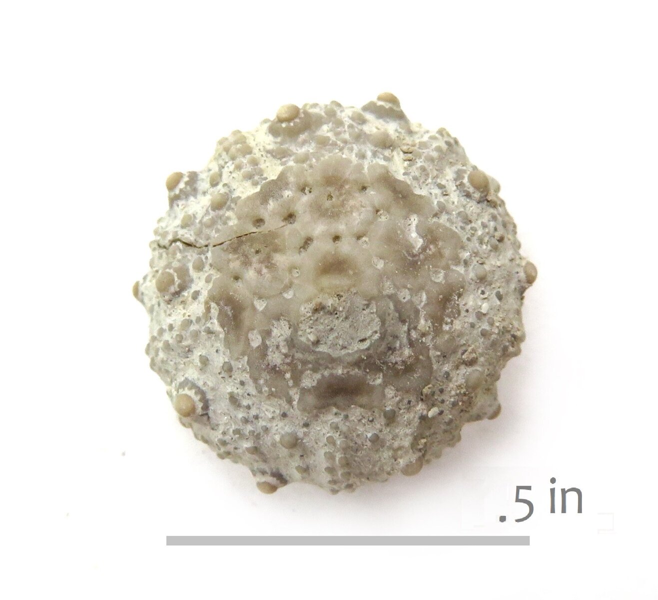 Echinoid Leptosalenia texana Glen Rose Formation - Echinoids - The ...