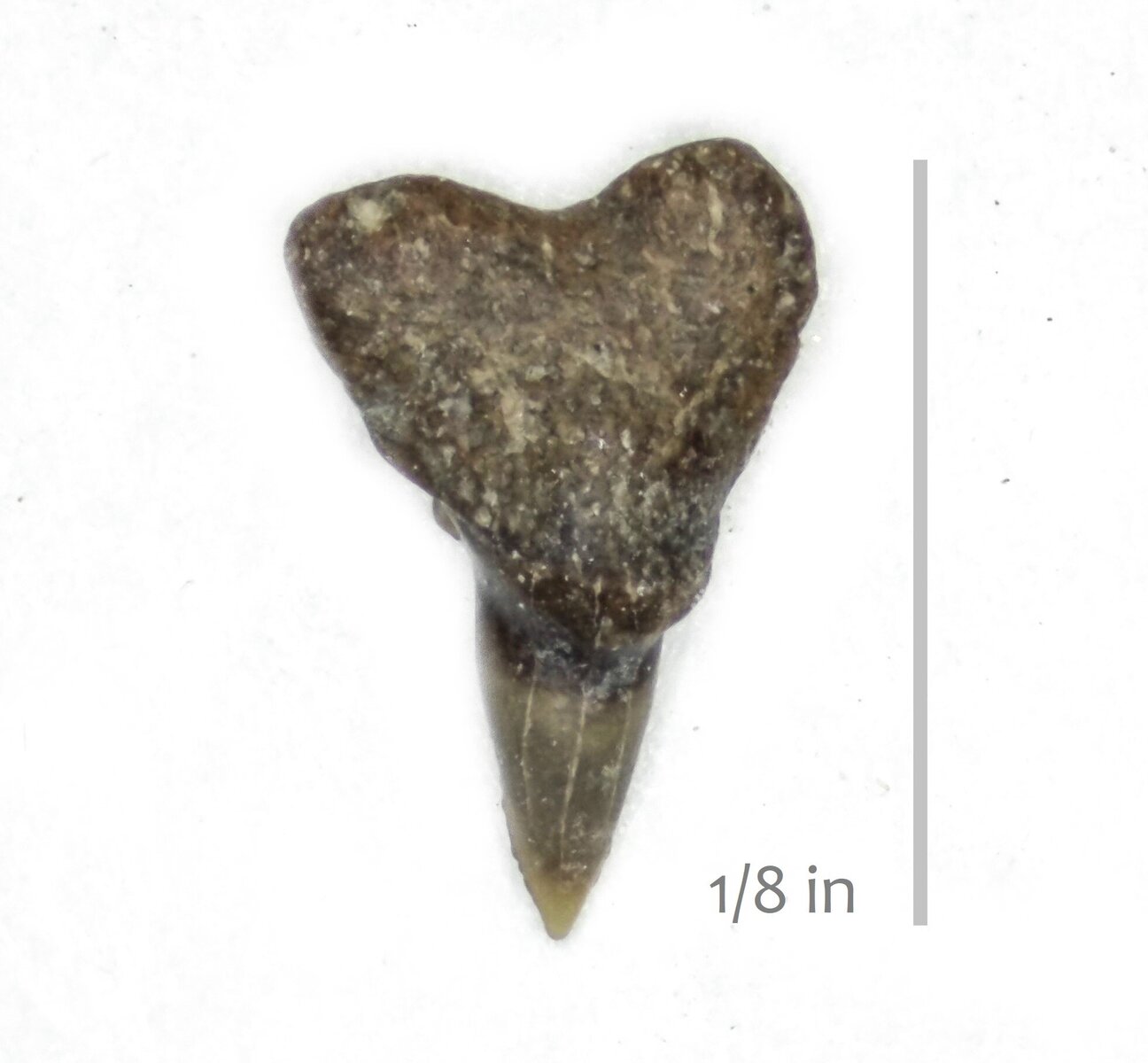 Shark Cretoxyrhina manteli Austin Chalk Formation - Member Collections ...