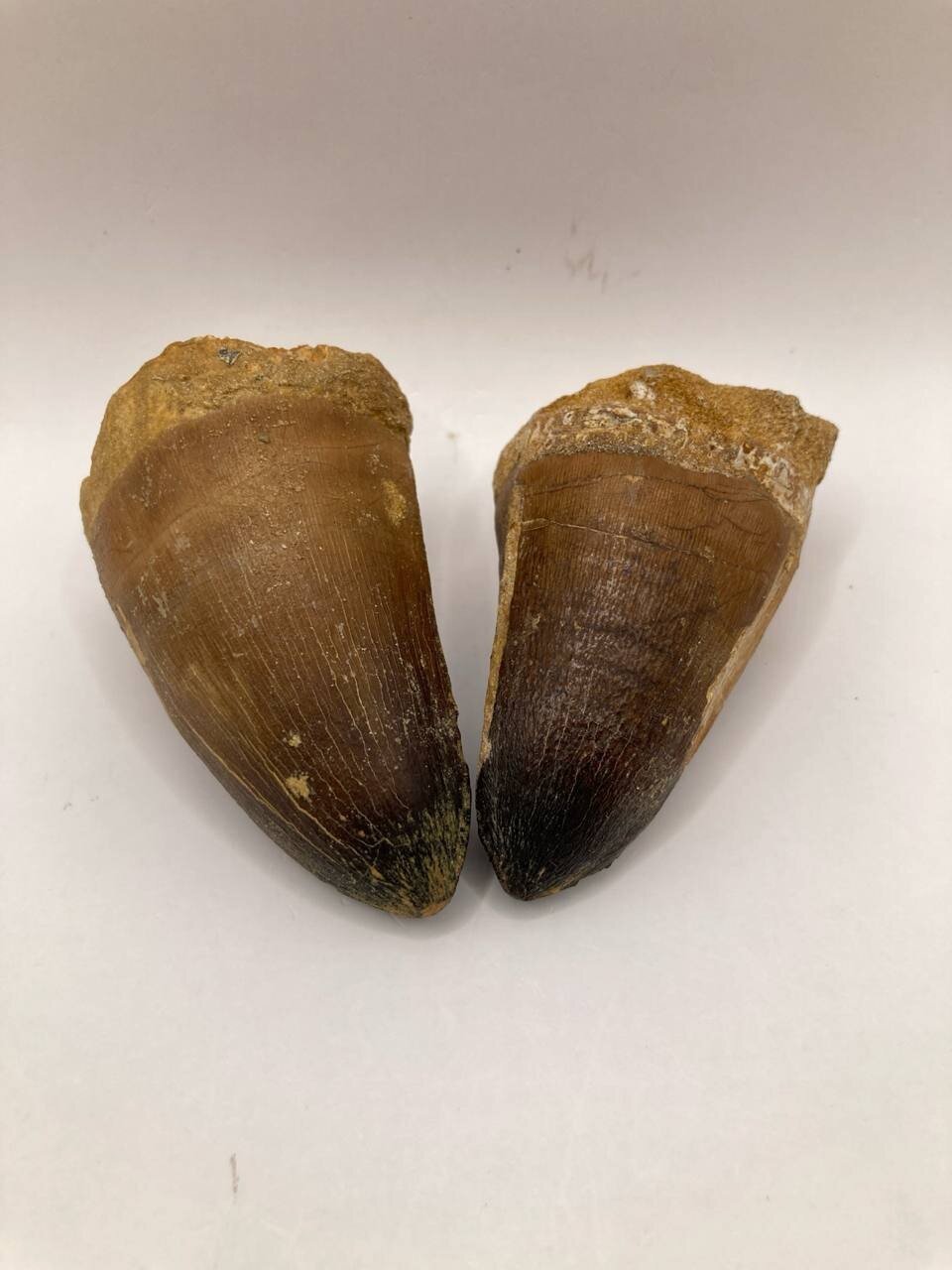 Prognathodon curri? - Fossil ID - The Fossil Forum