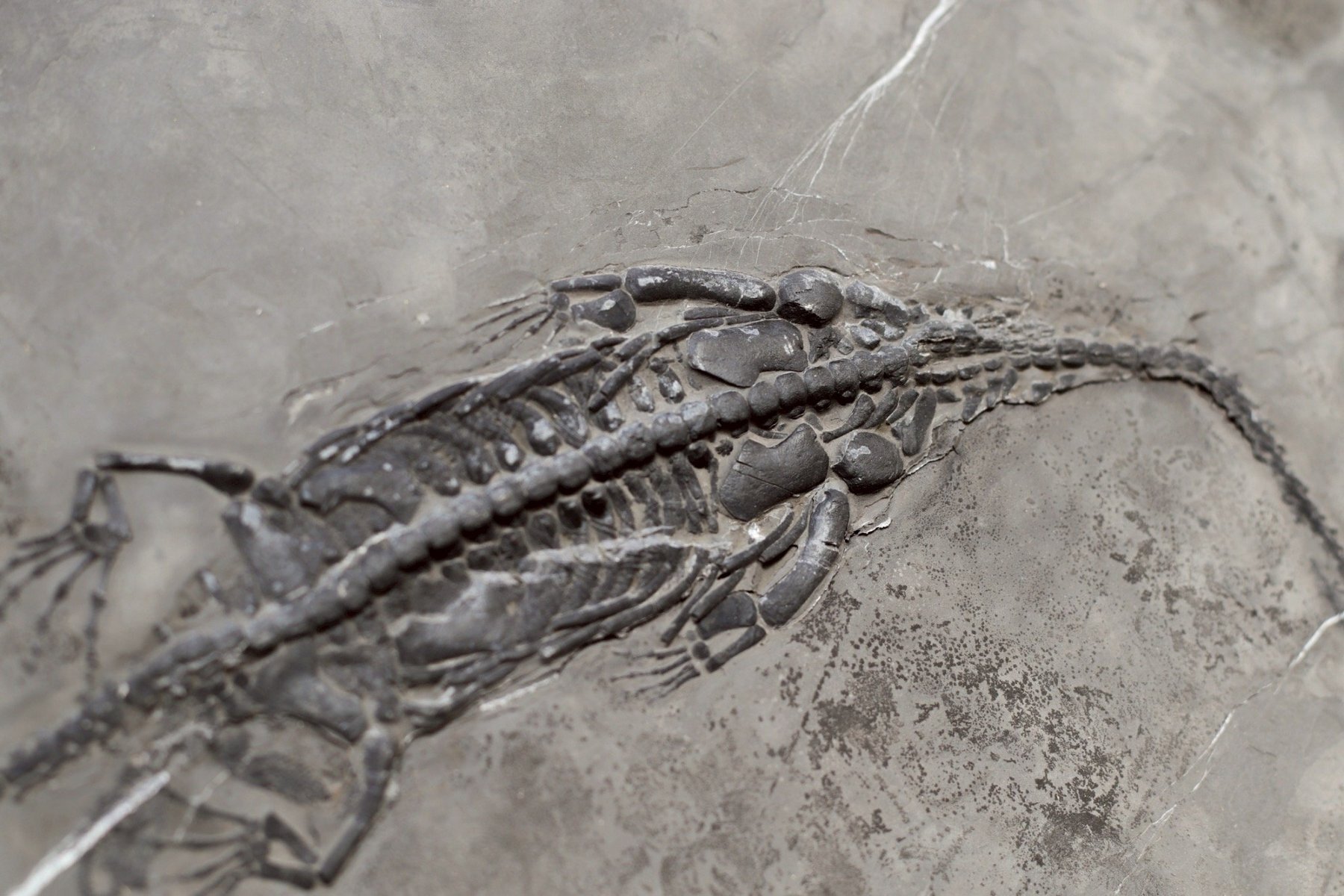 Keichousaurus sp. added to my collection - Member Collections - The ...