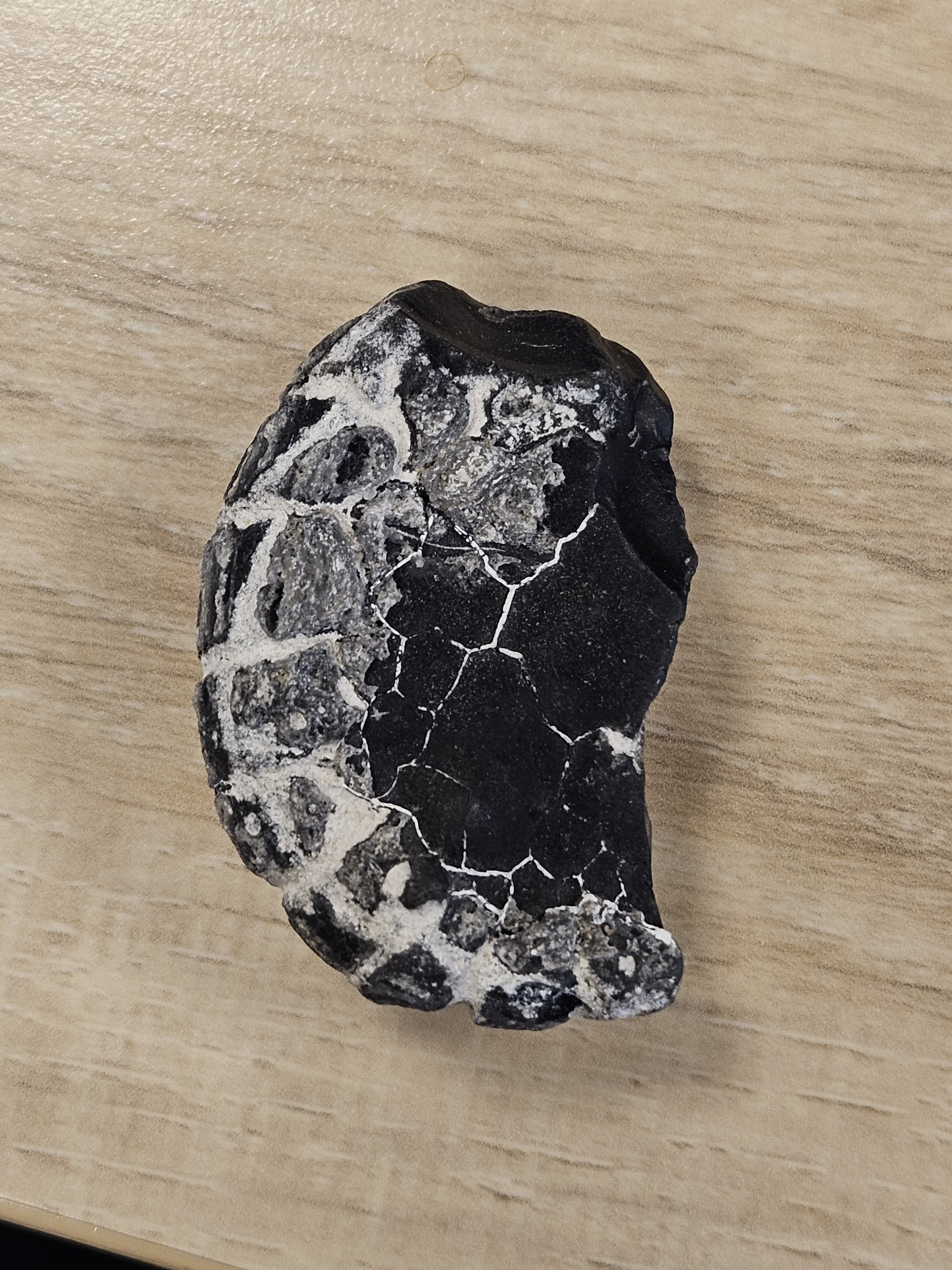 Scale-pattern fossil? Beach find (Netherlands) - Fossil ID - The Fossil ...