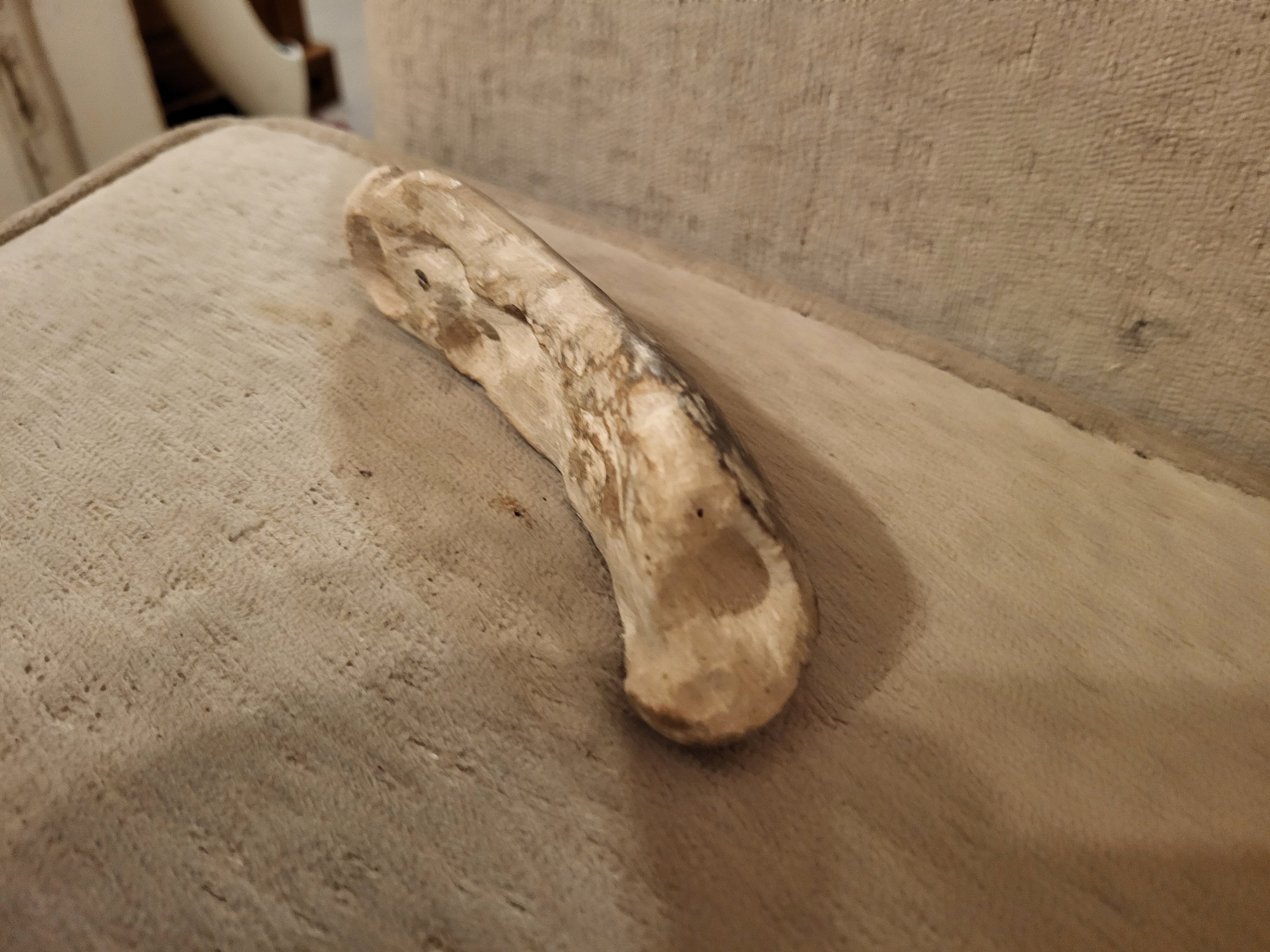 Found on Formby Beach - Liverpool - Fossil ID - The Fossil Forum