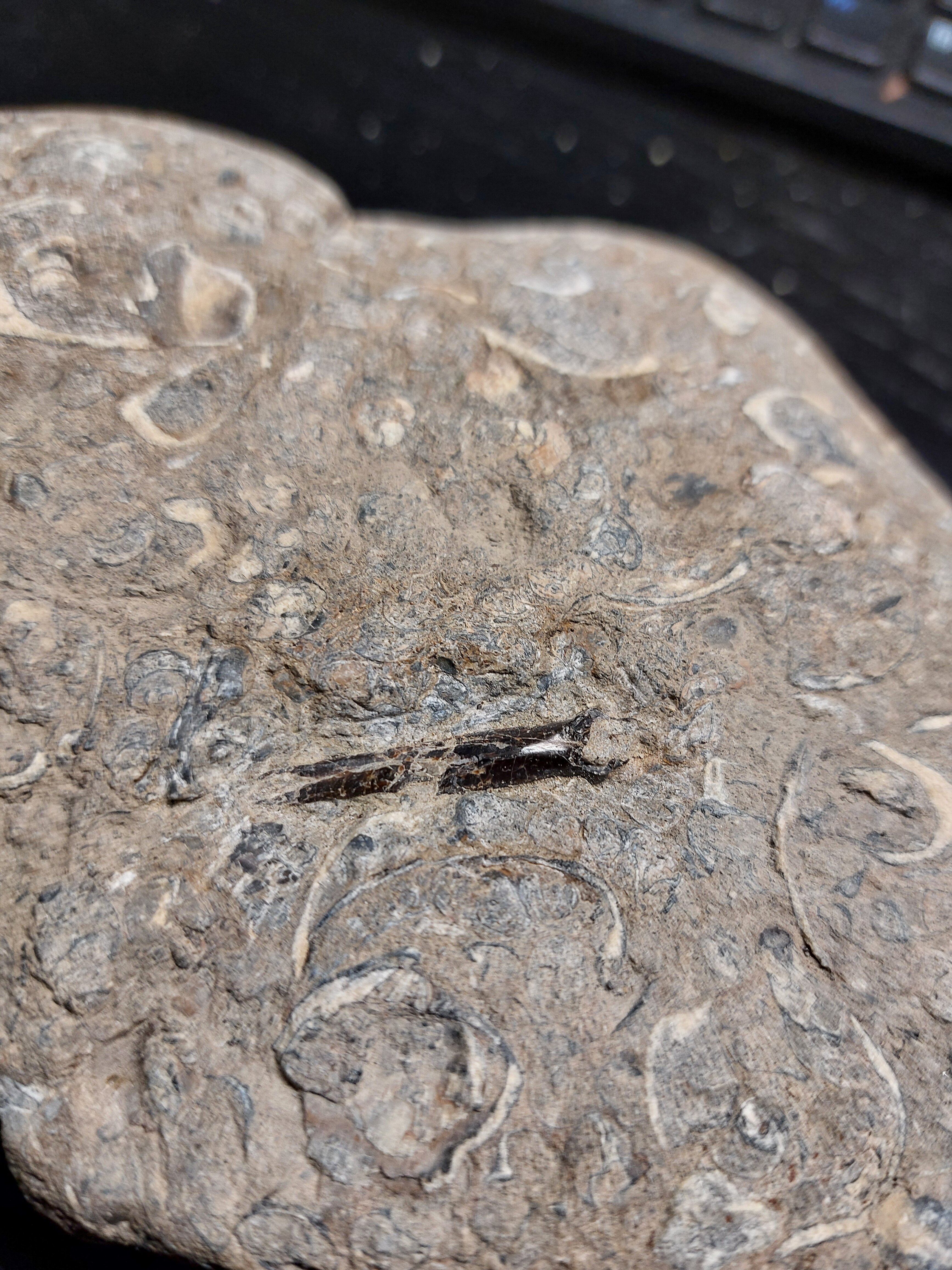 Bone from the Isle of wight - Fossil ID - The Fossil Forum
