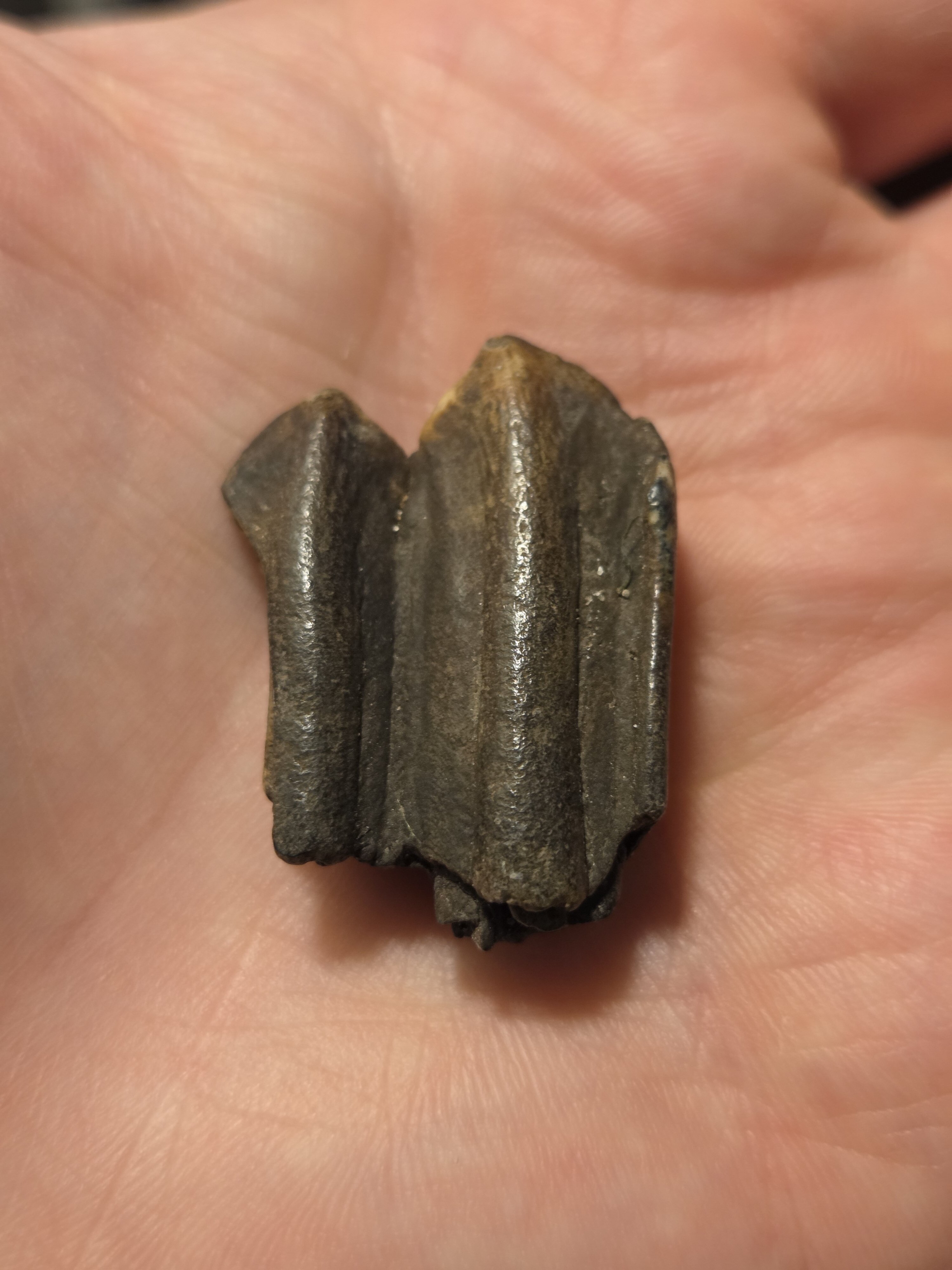 Modern or ancient deer tooth? Peace river Fl - Fossil ID - The Fossil Forum