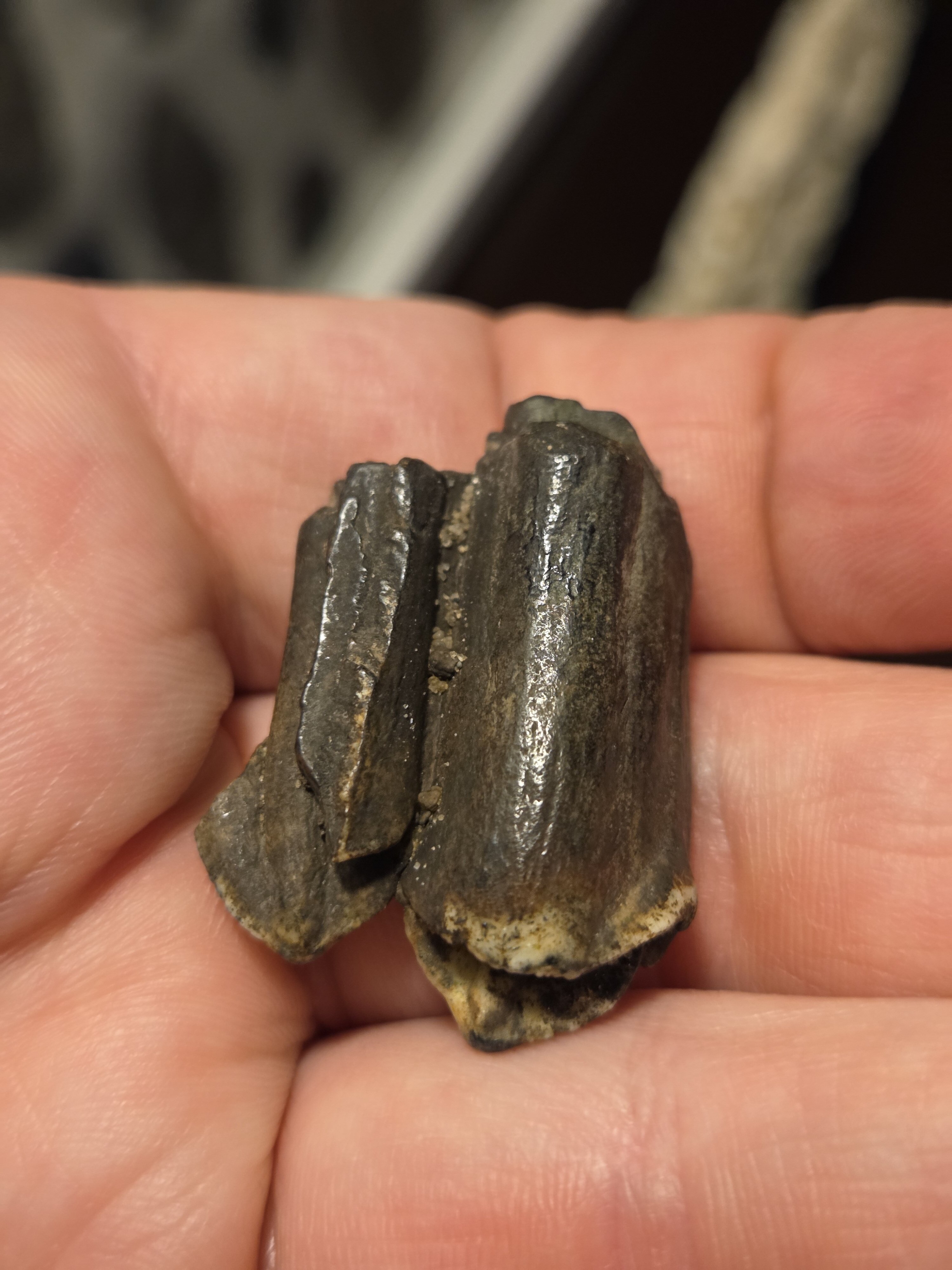Modern or ancient deer tooth? Peace river Fl - Fossil ID - The Fossil Forum
