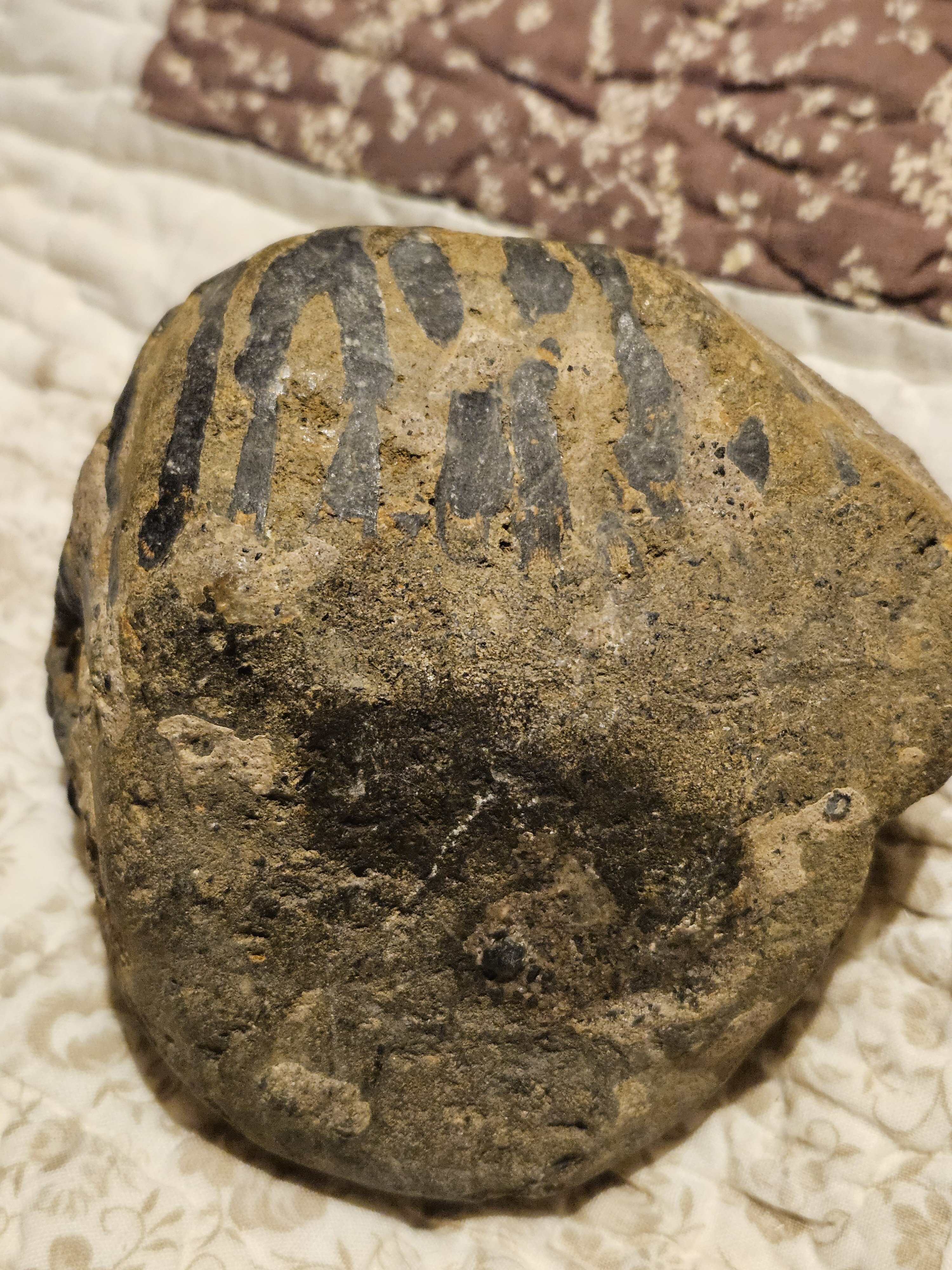 Coral? Clew Bay Ireland - Fossil ID - The Fossil Forum