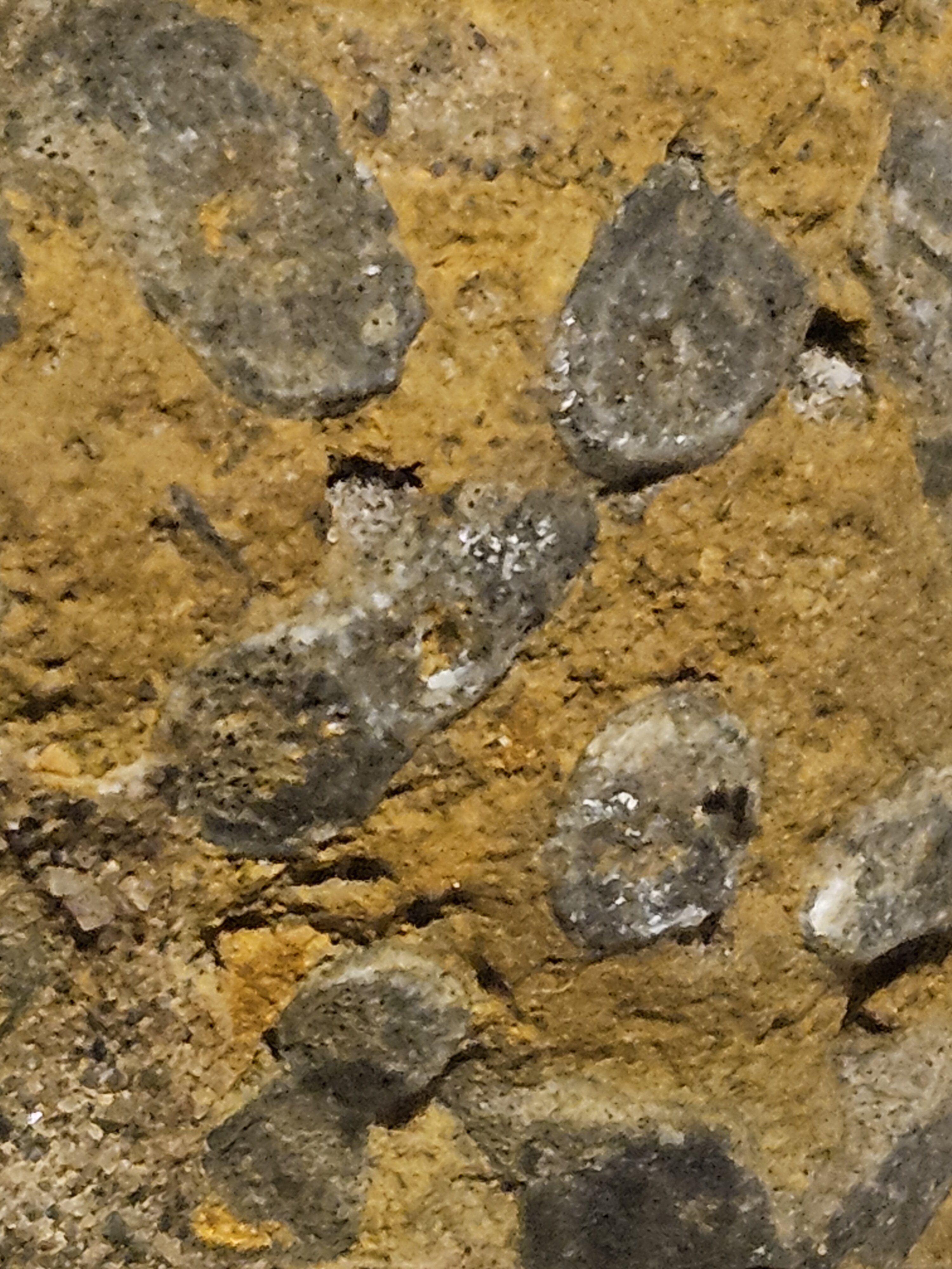 Coral? Clew Bay Ireland - Fossil ID - The Fossil Forum