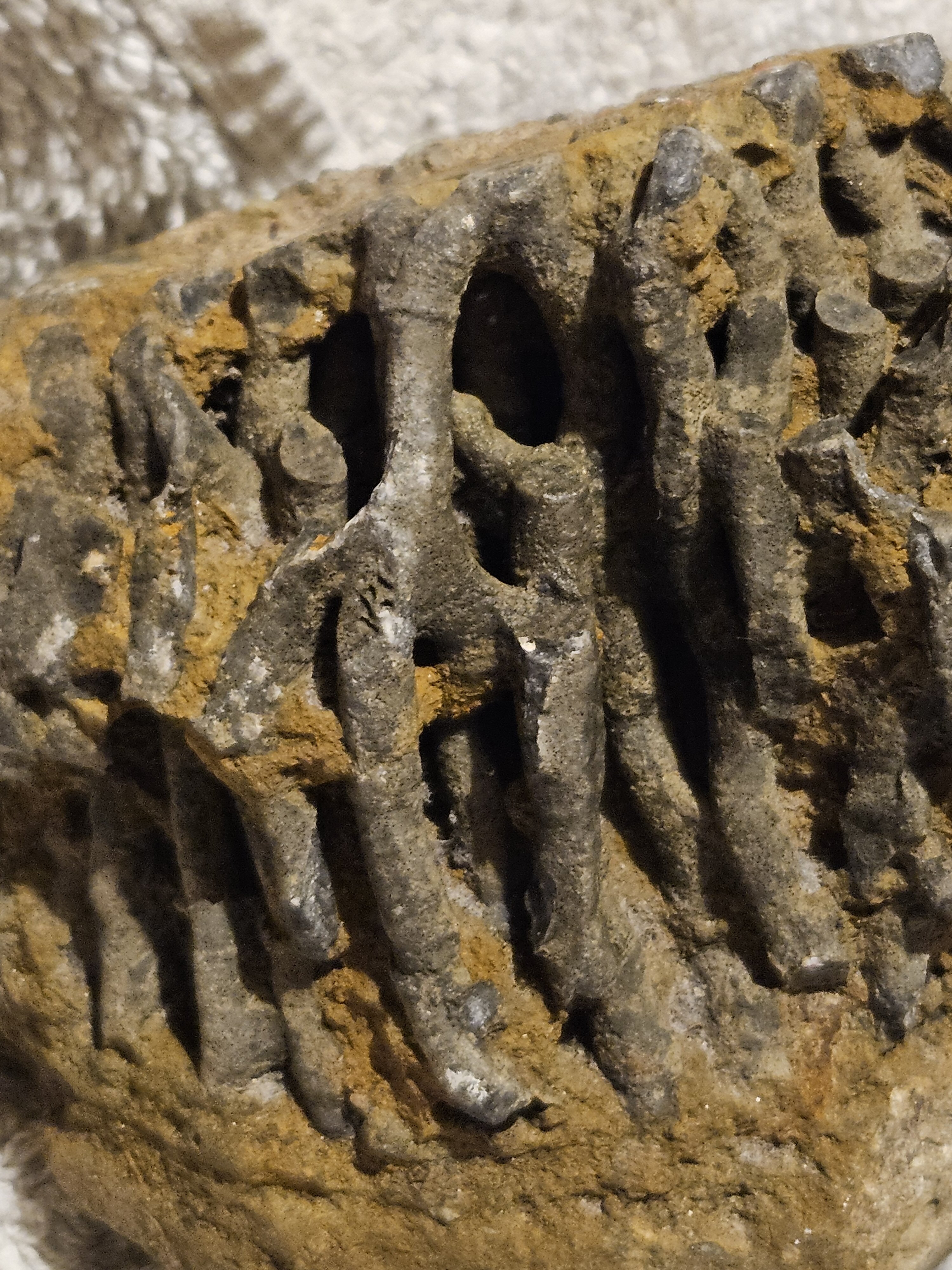 Coral? Clew Bay Ireland - Fossil ID - The Fossil Forum