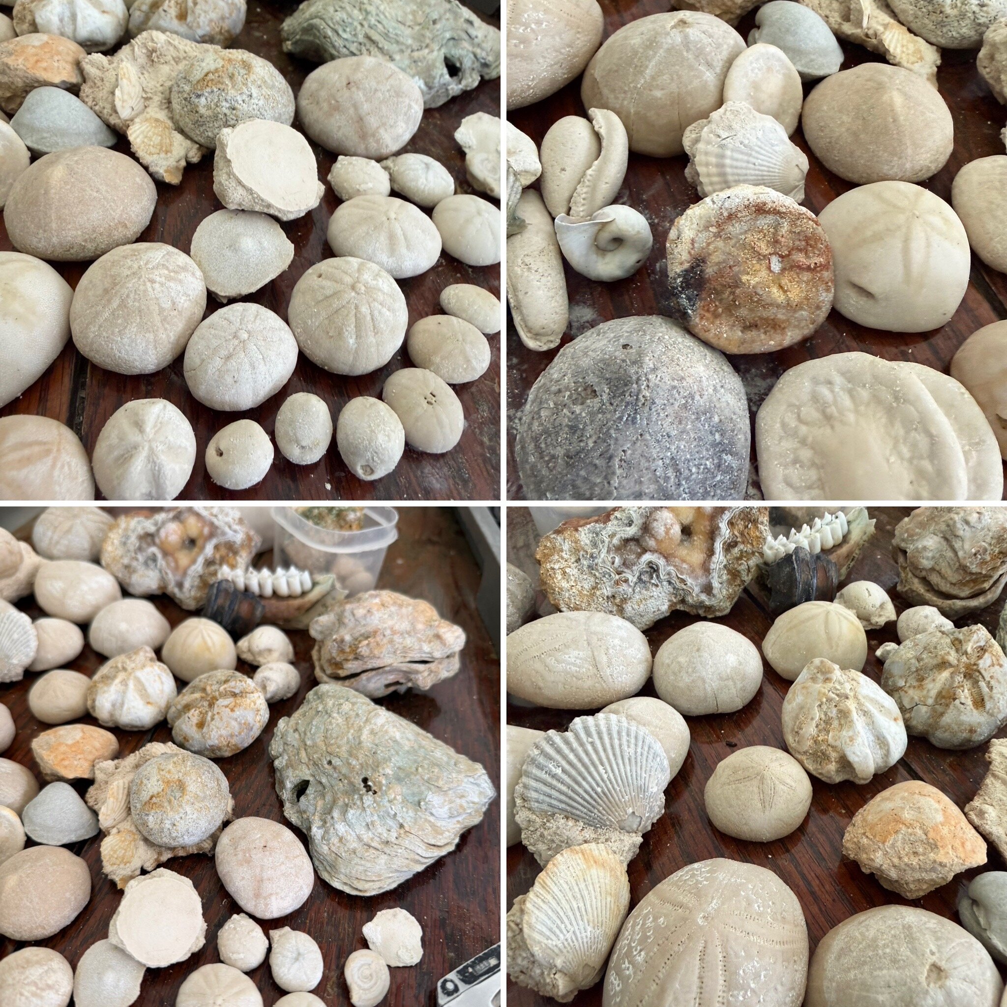 Catching up with my Noids - General Fossil Discussion - The Fossil Forum