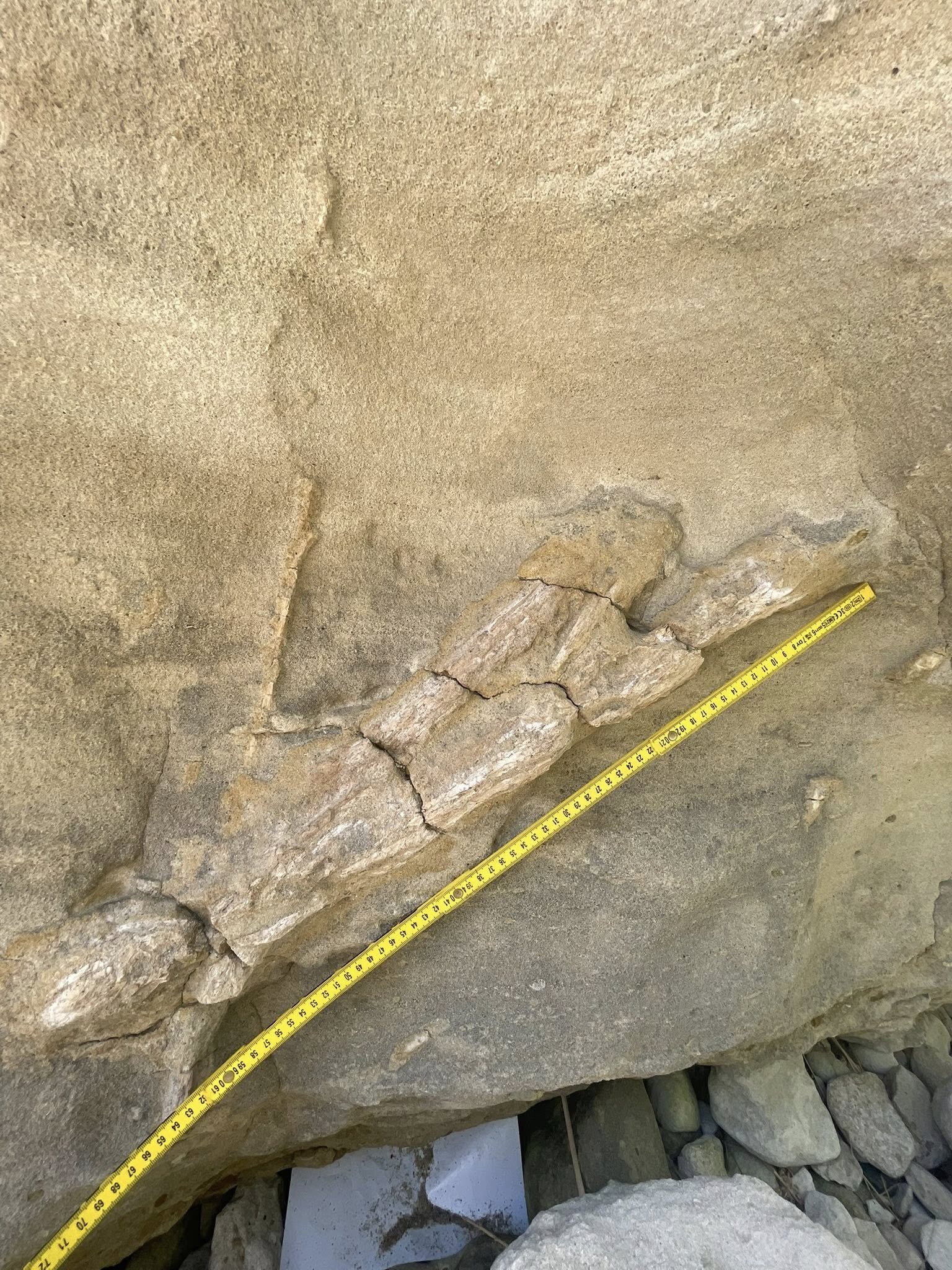Possible large fossil bone found in rock – identification help - Fossil ...