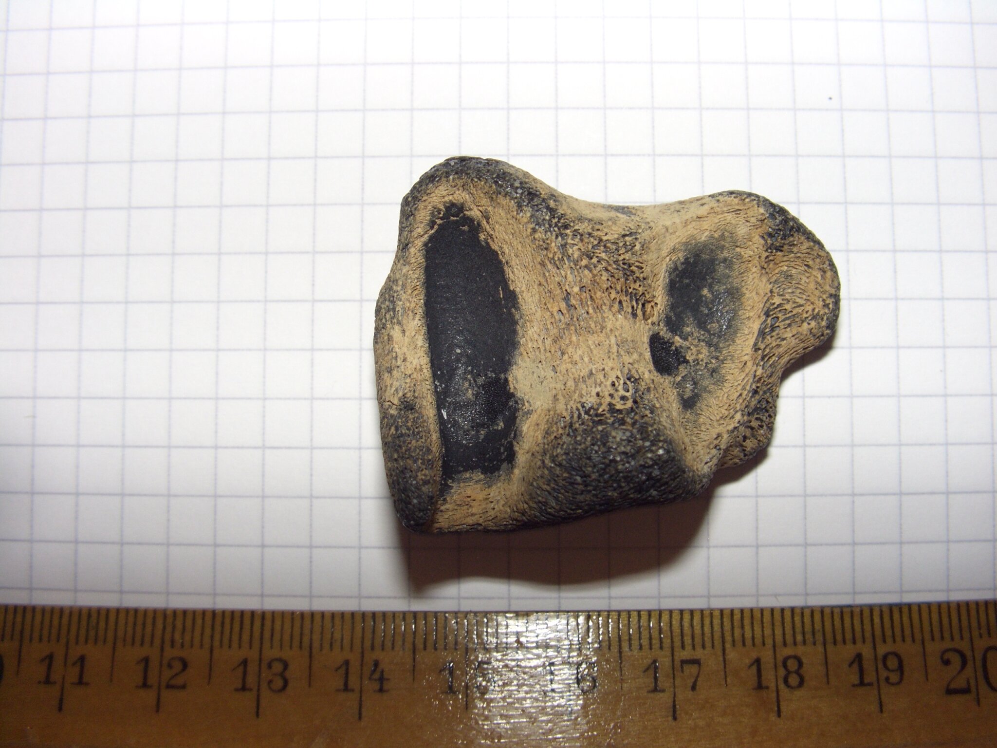 Podial bone from pleistocene beach, Breskens, Zeeland, NL- solved ...