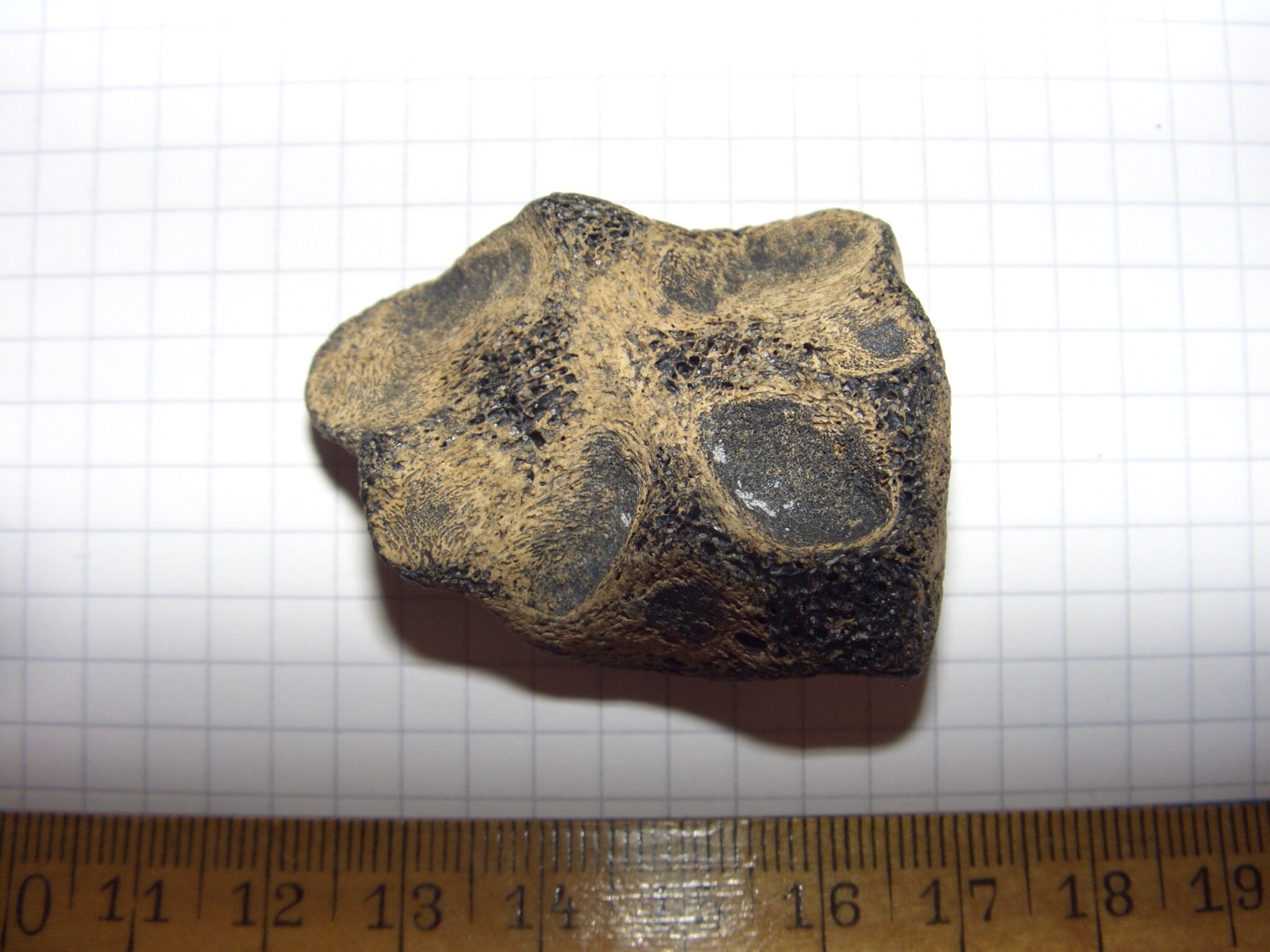 Podial bone from pleistocene beach, Breskens, Zeeland, NL- solved ...