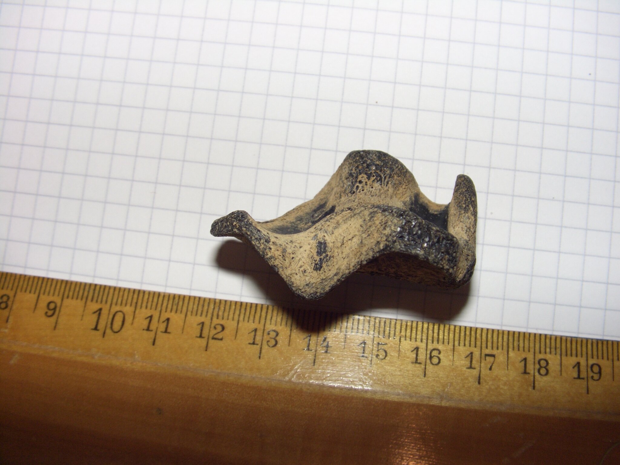 Podial bone from pleistocene beach, Breskens, Zeeland, NL- solved ...