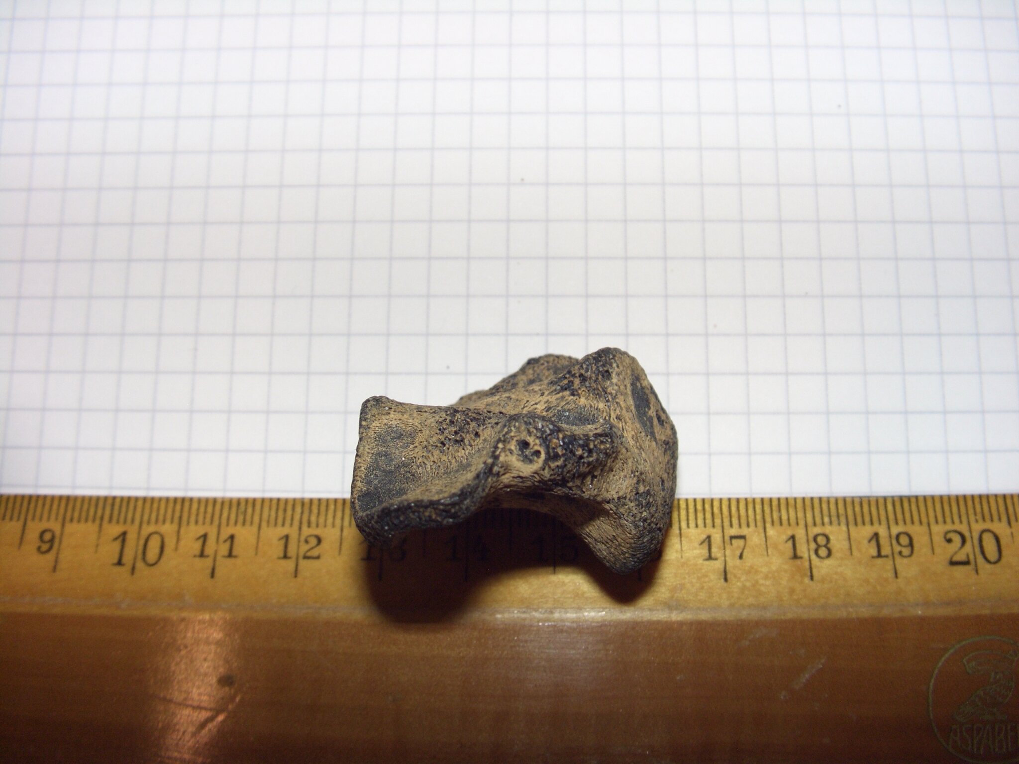Podial bone from pleistocene beach, Breskens, Zeeland, NL- solved ...