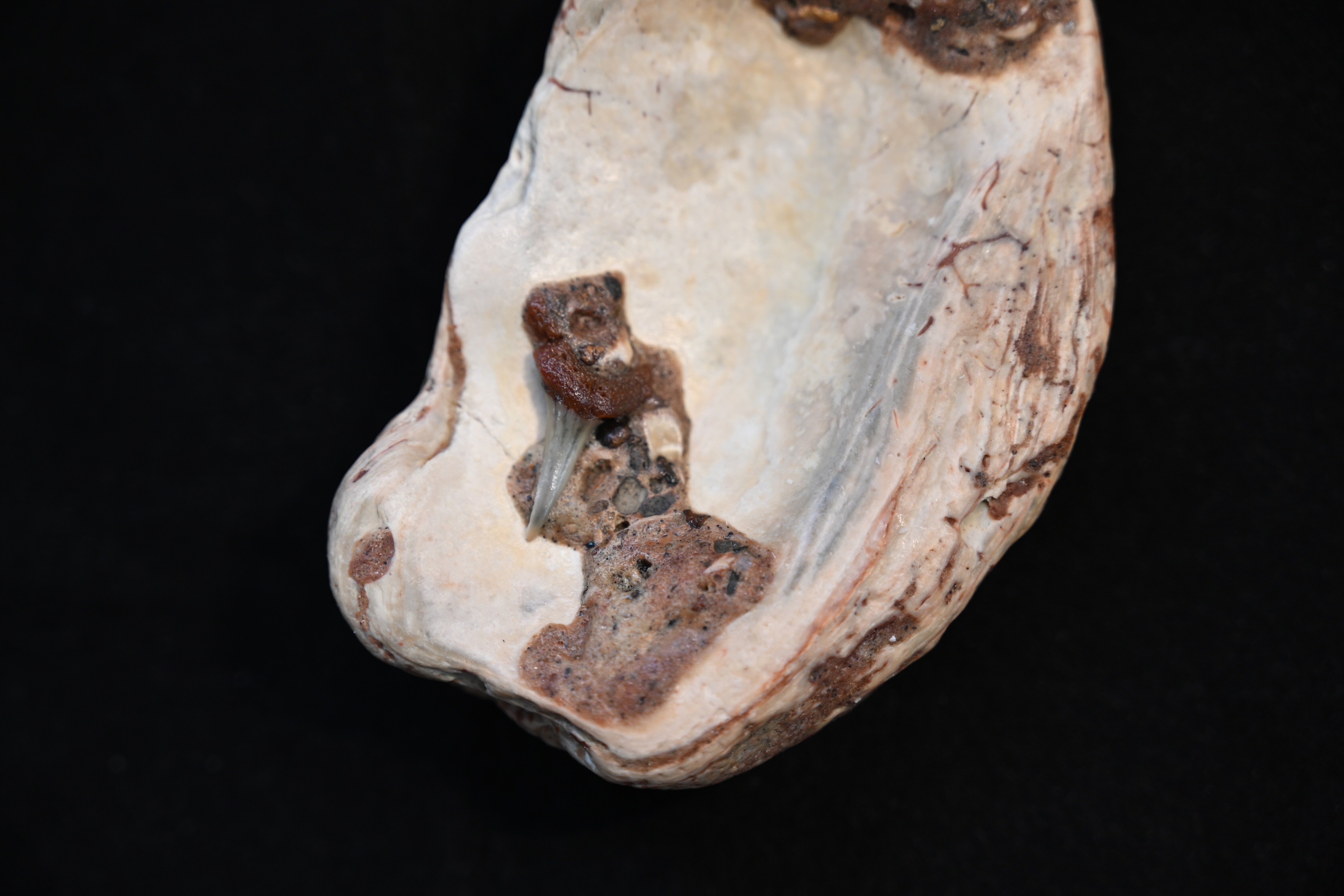 Florida shark tooth on oyster mortality plate - Fossil ID - The Fossil ...