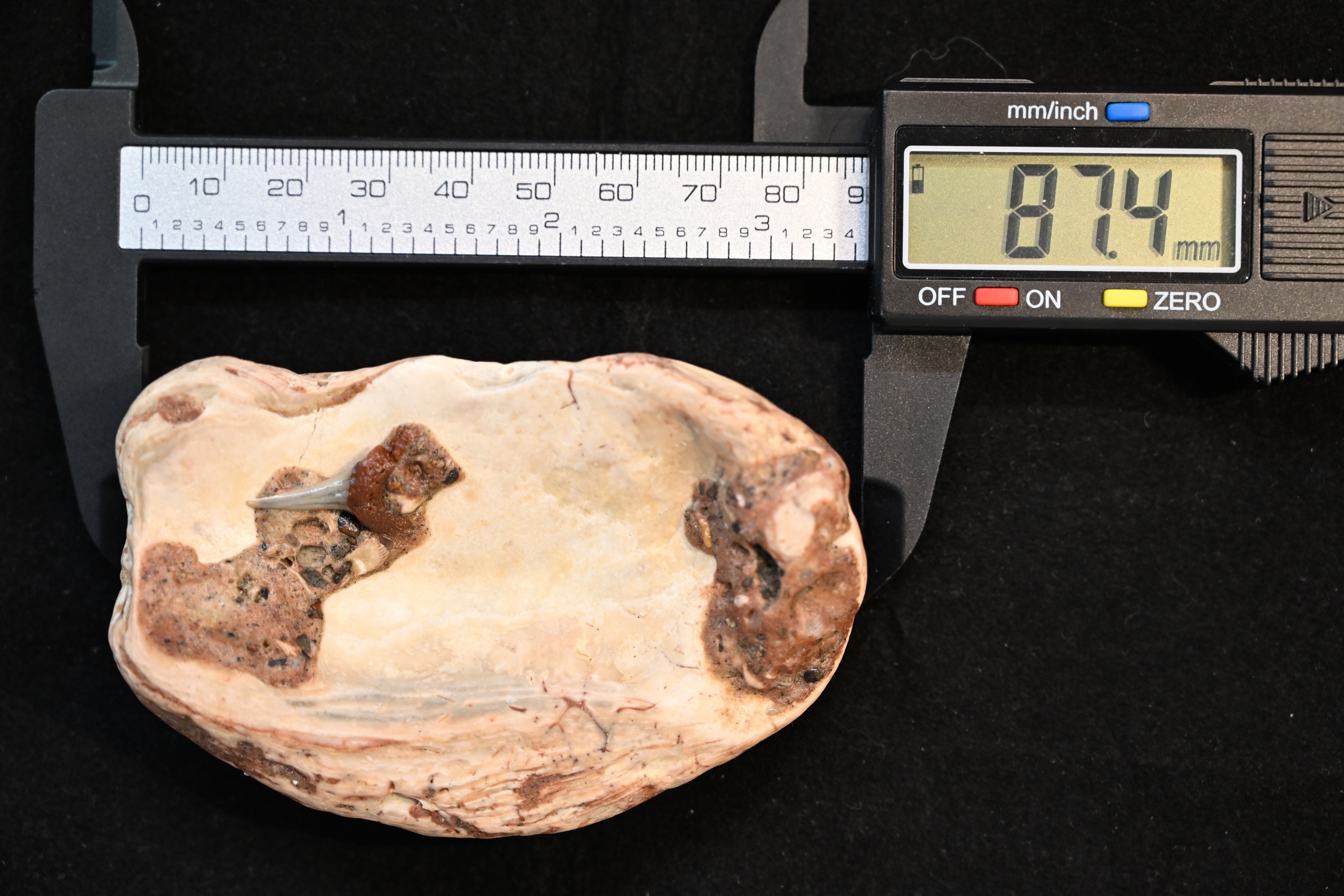 Florida shark tooth on oyster mortality plate - Fossil ID - The Fossil ...