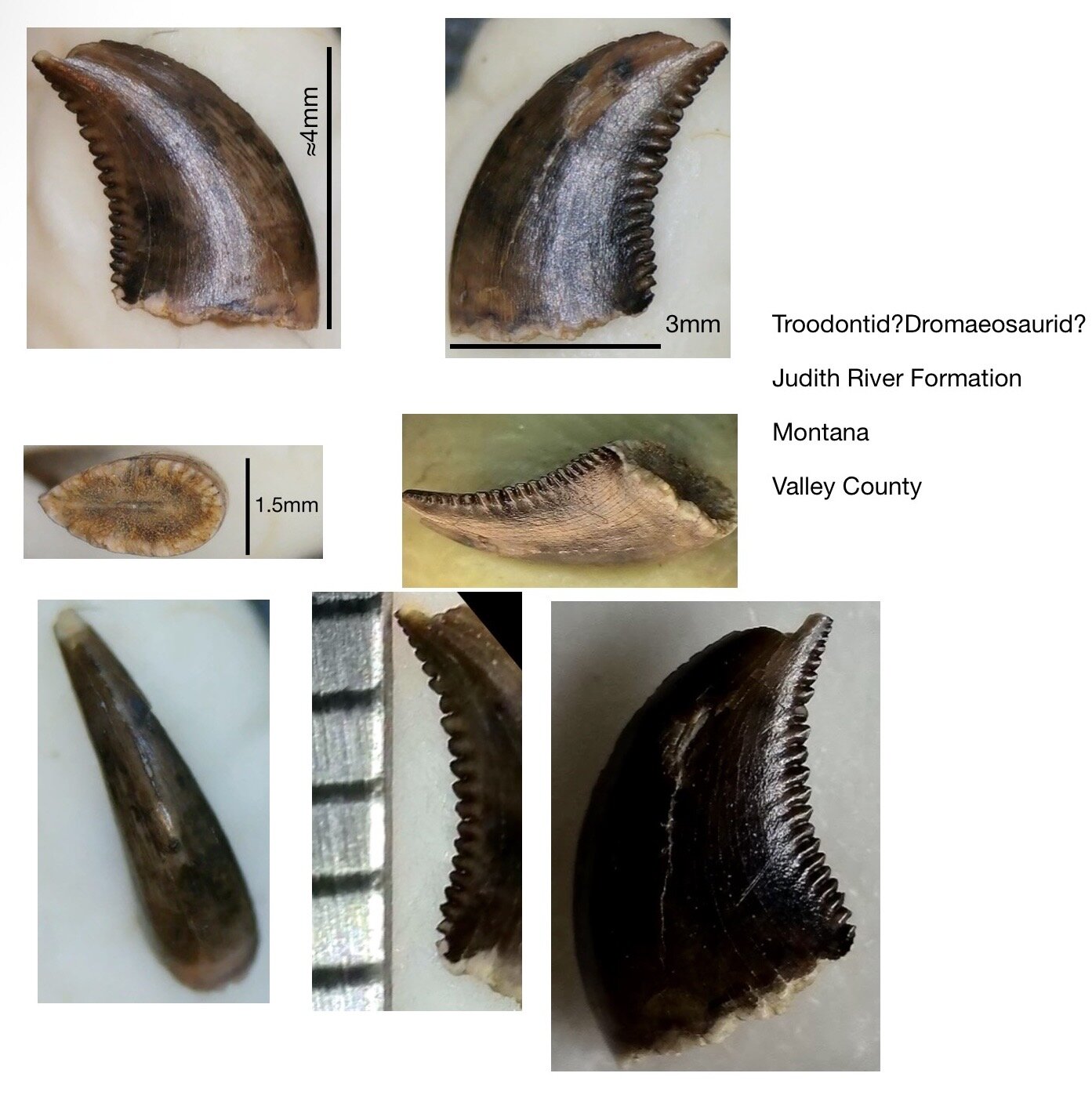 Judith River Tooth help - Fossil ID - The Fossil Forum