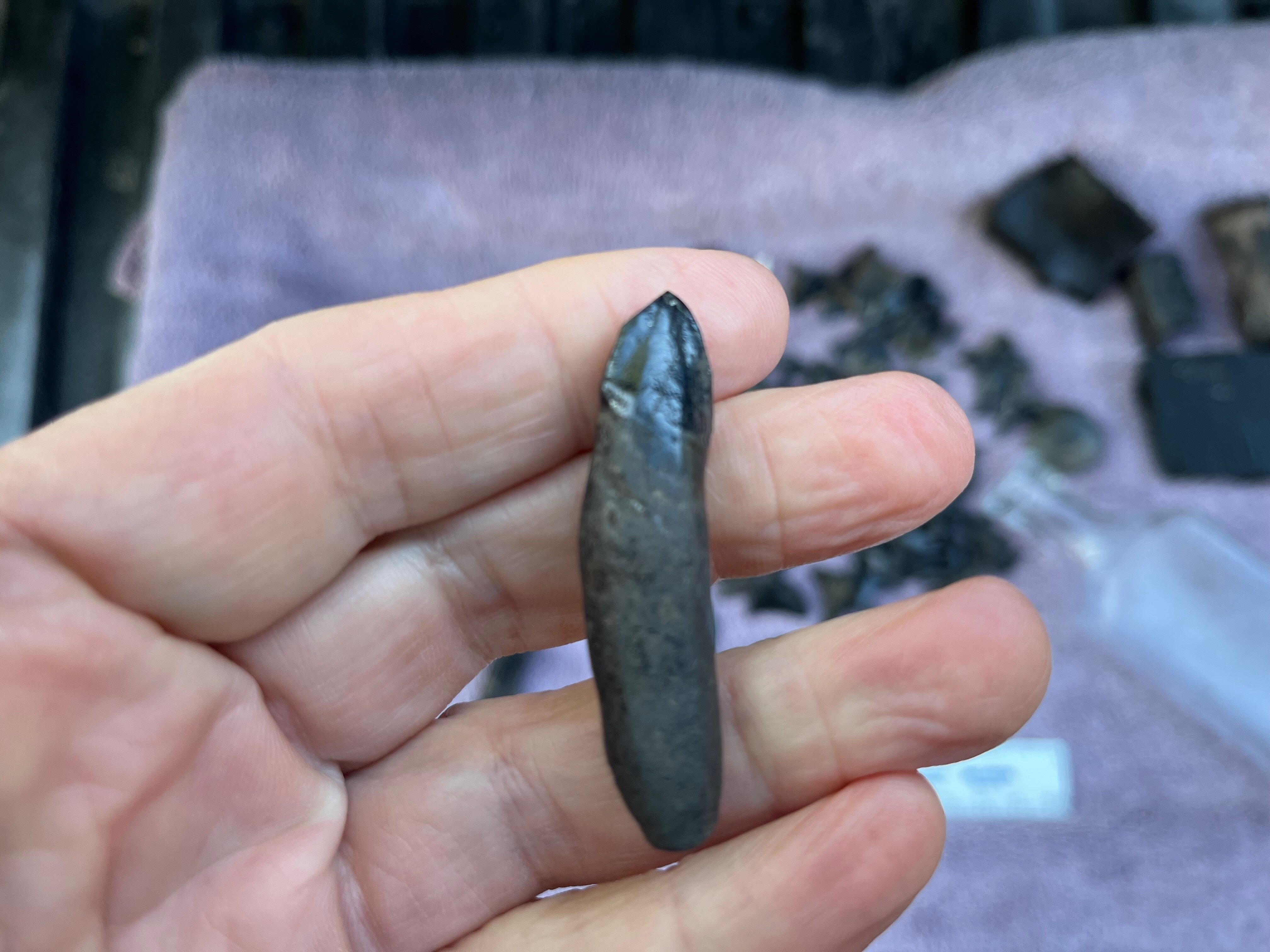 March 25, 2026 Peace River unknown (Dolphin Tooth??) - Fossil ID - The ...