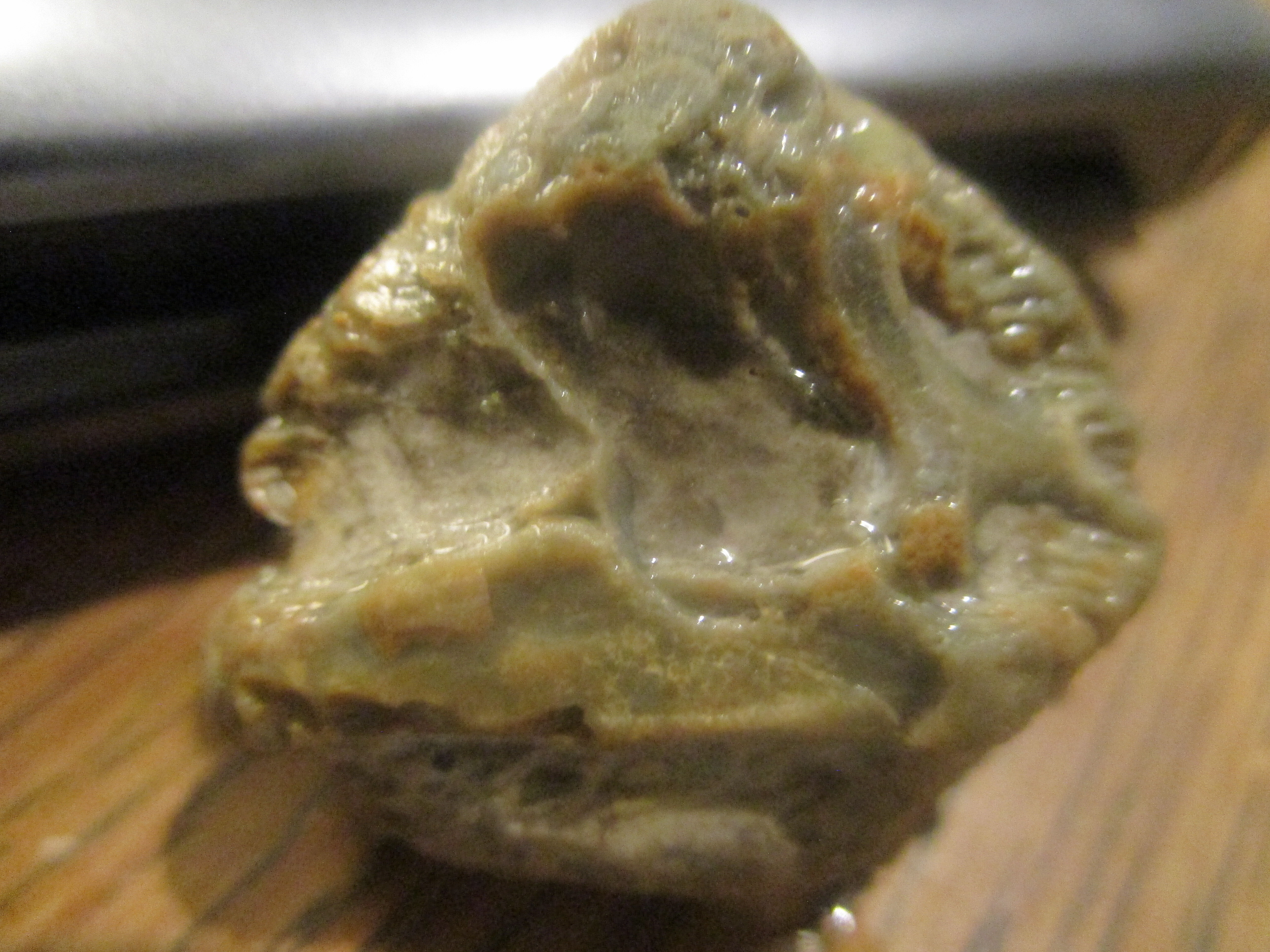 Underside of trilobite or something else - Fossil ID - The Fossil Forum