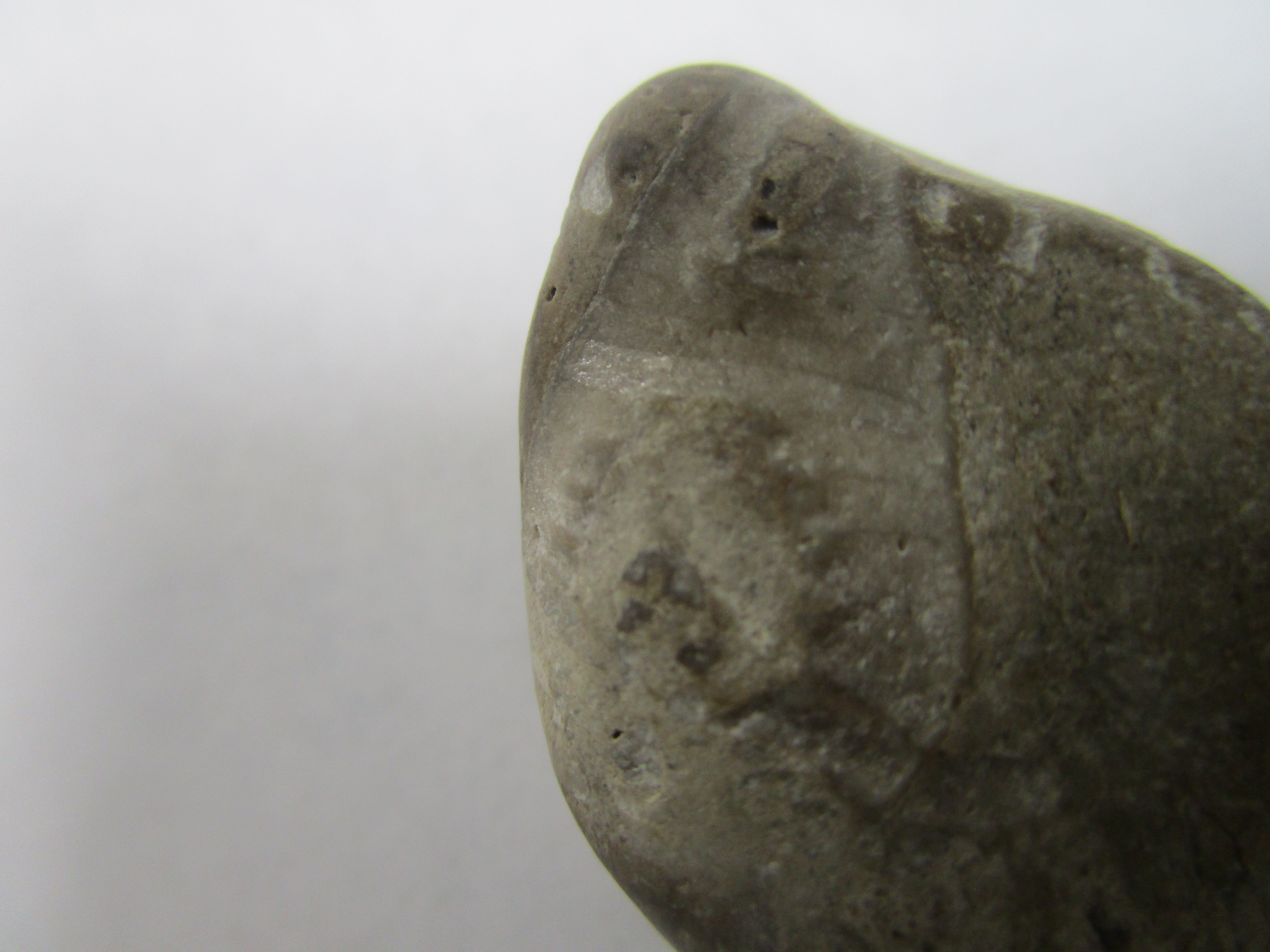 Mysterious shaped fossil - Fossil ID - The Fossil Forum
